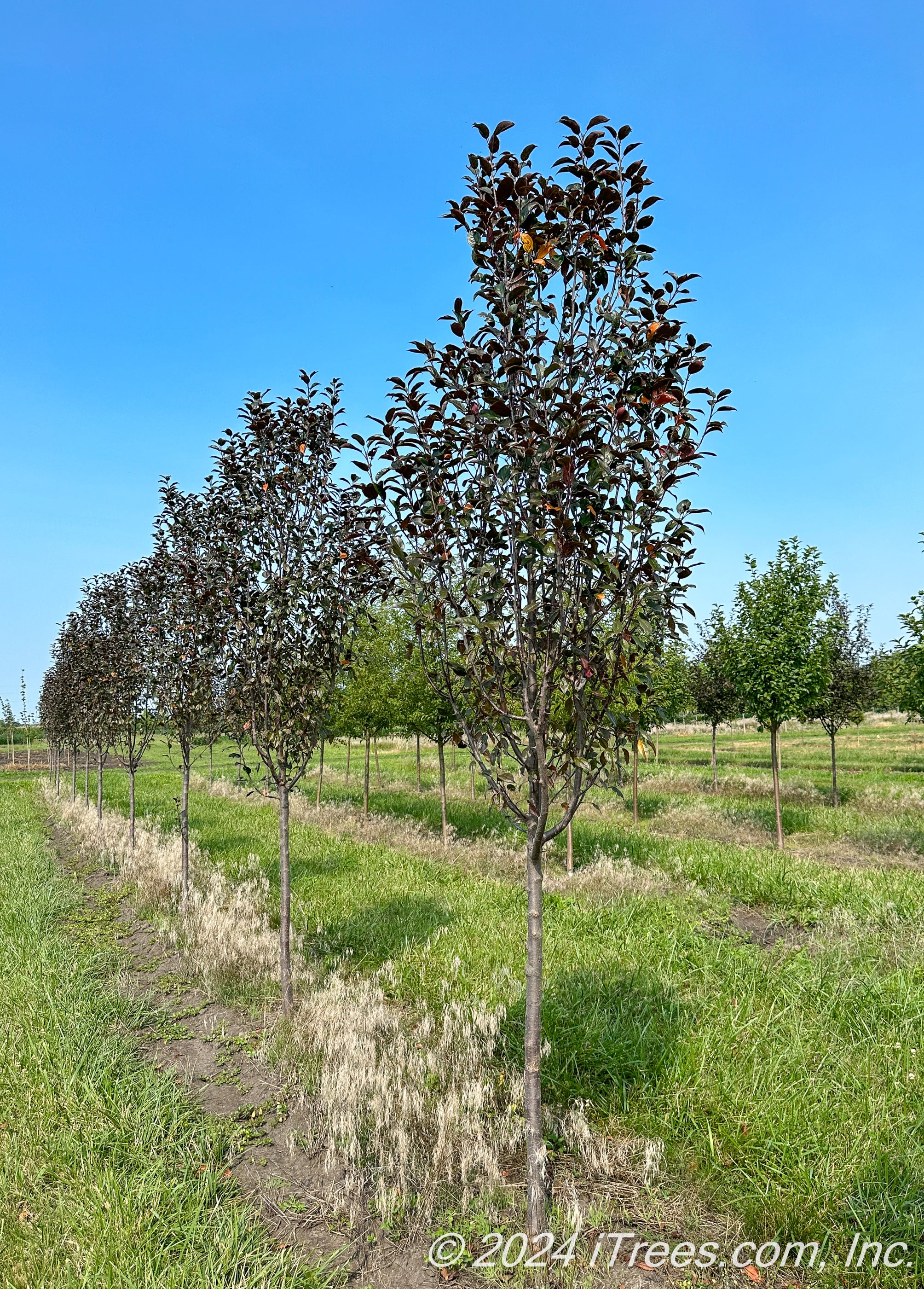 Gladiator™ Crabapple