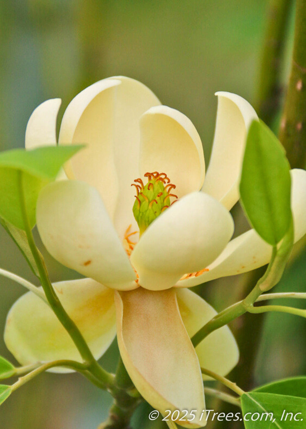 Moonglow® Sweet Bay Magnolia
