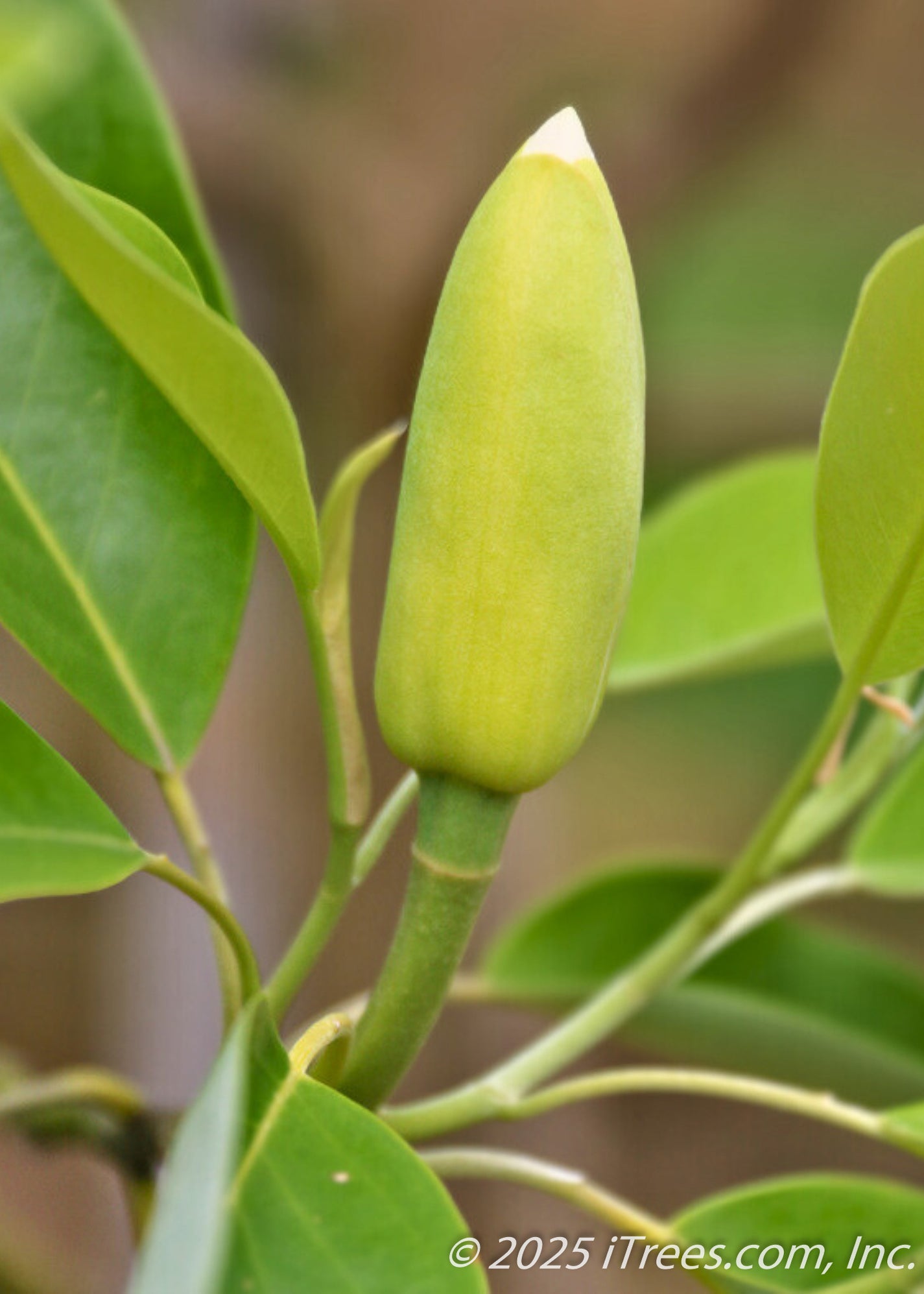 Moonglow® Sweet Bay Magnolia