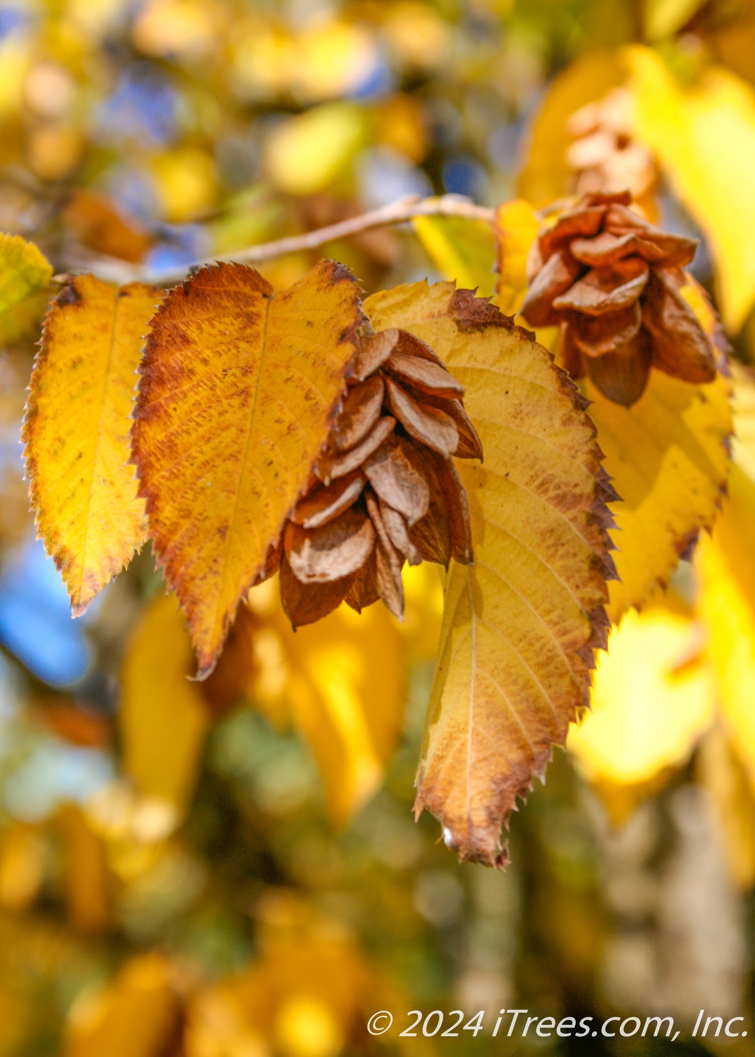 American Hophornbeam