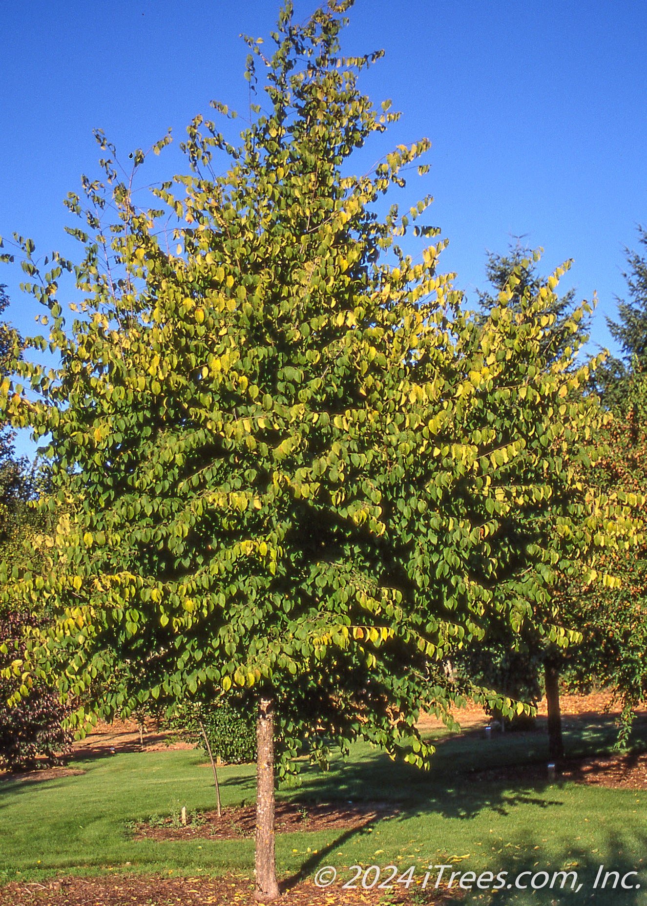 American Hophornbeam