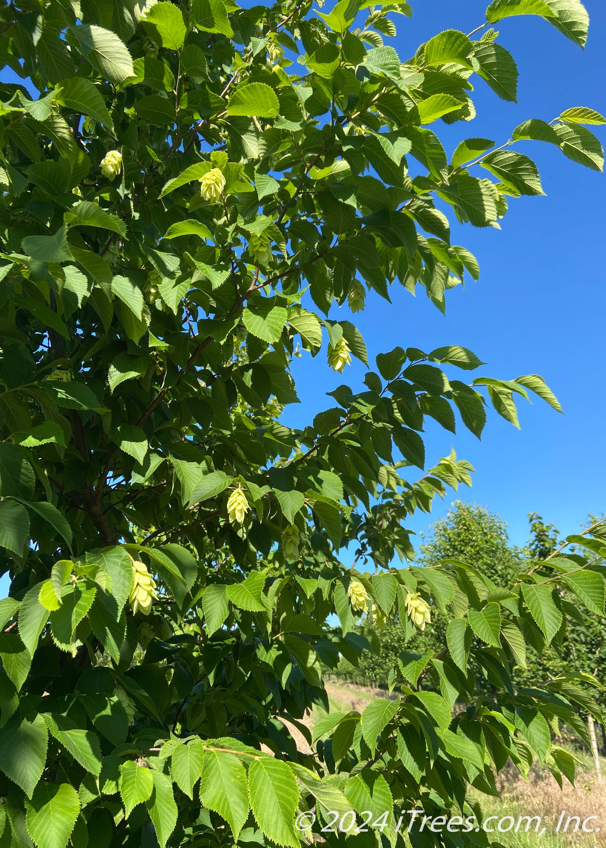American Hophornbeam