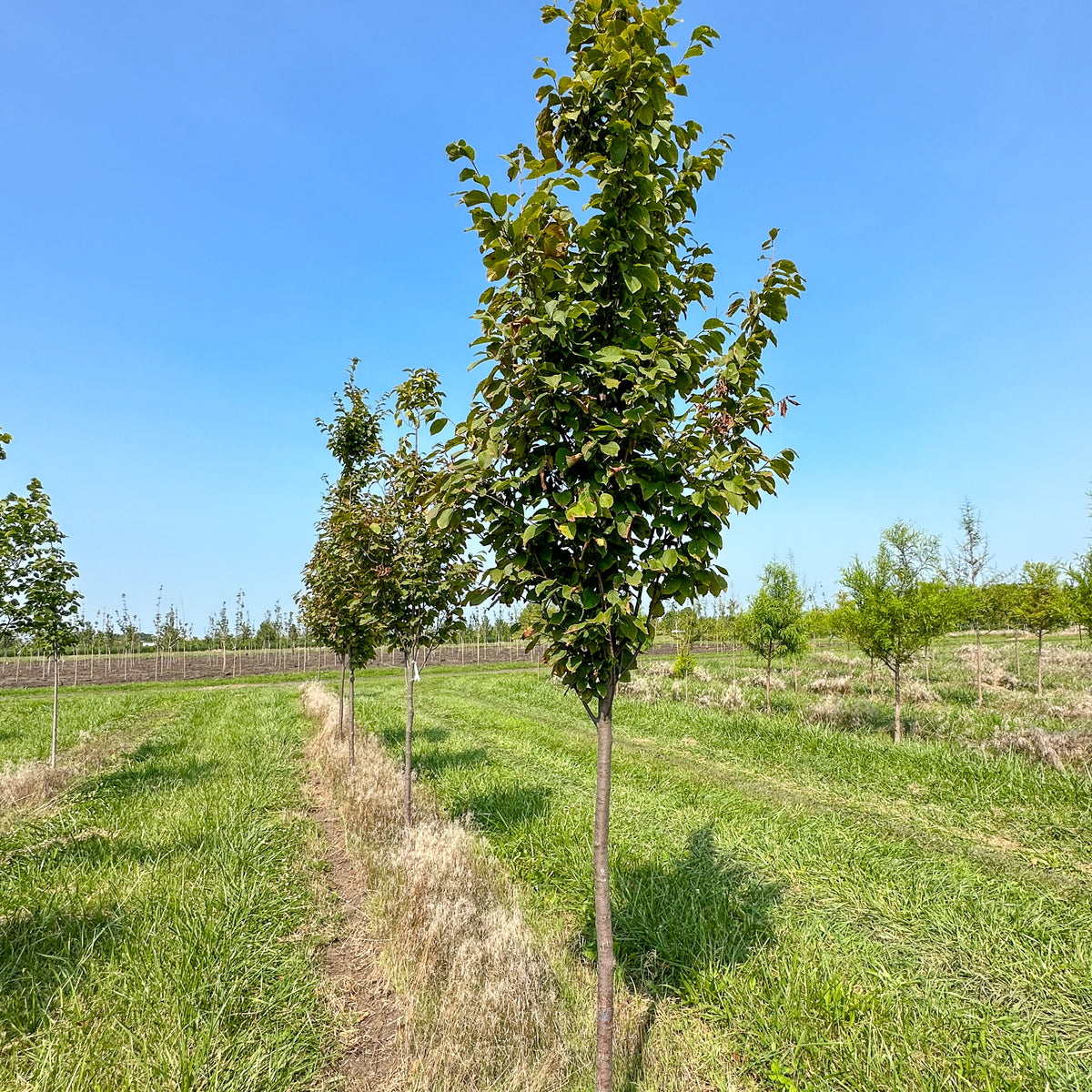 Autumn Treasure® Hophornbeam