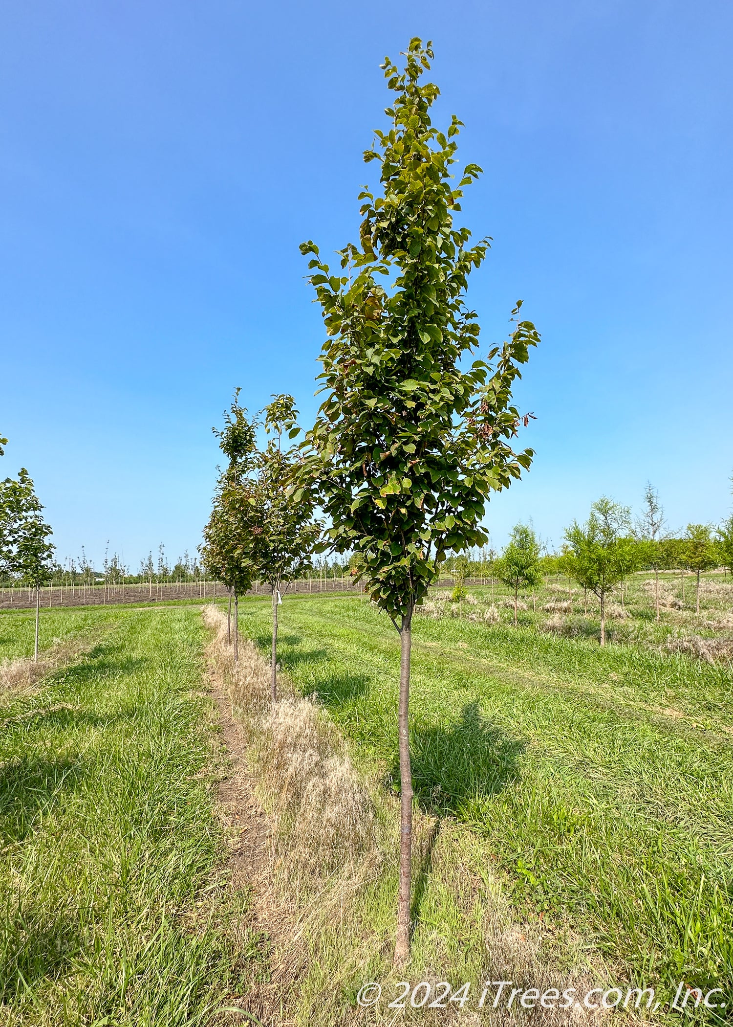 Autumn Treasure® Hophornbeam