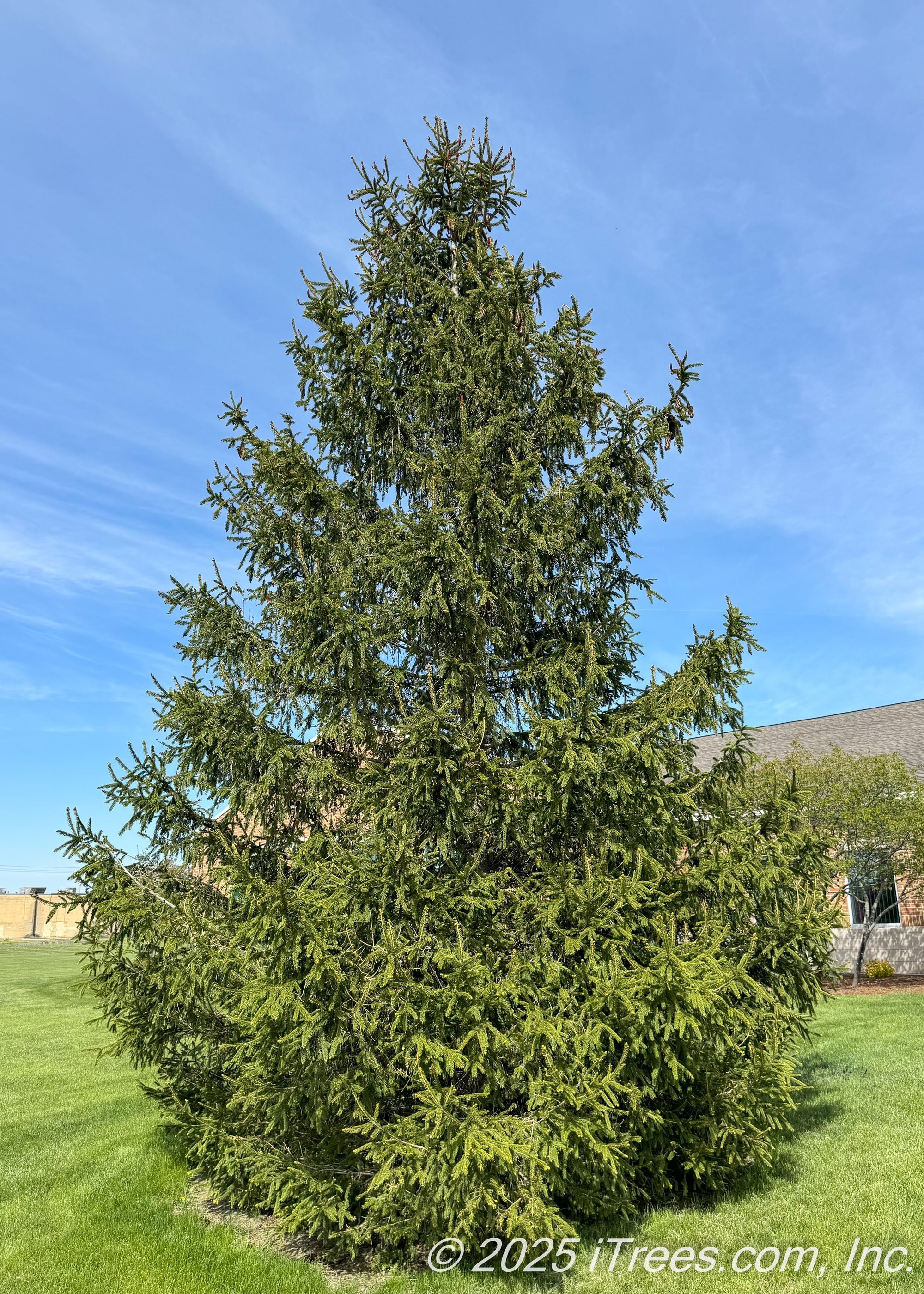 Norway Spruce