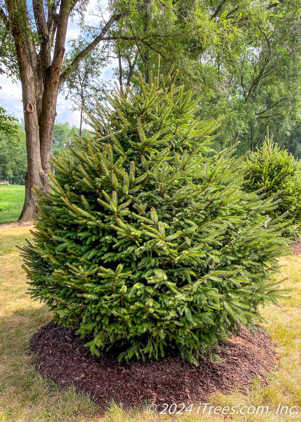 Norway Spruce