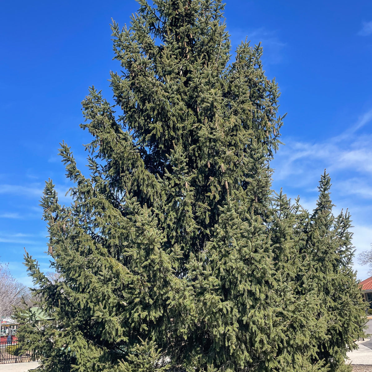 Norway Spruce