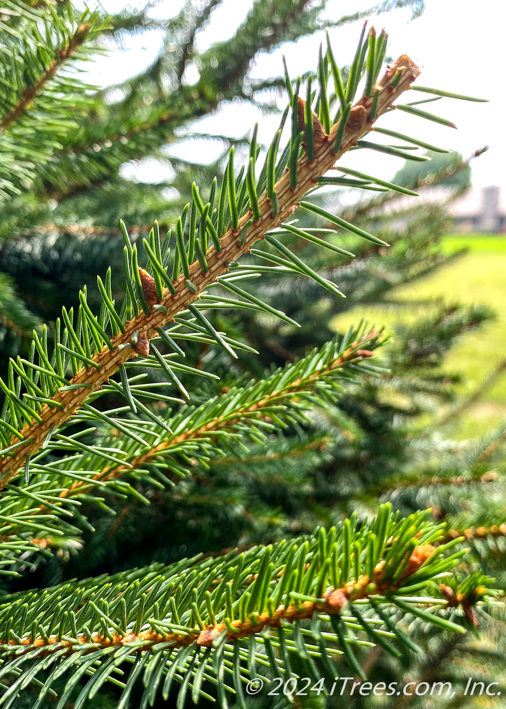 Norway Spruce