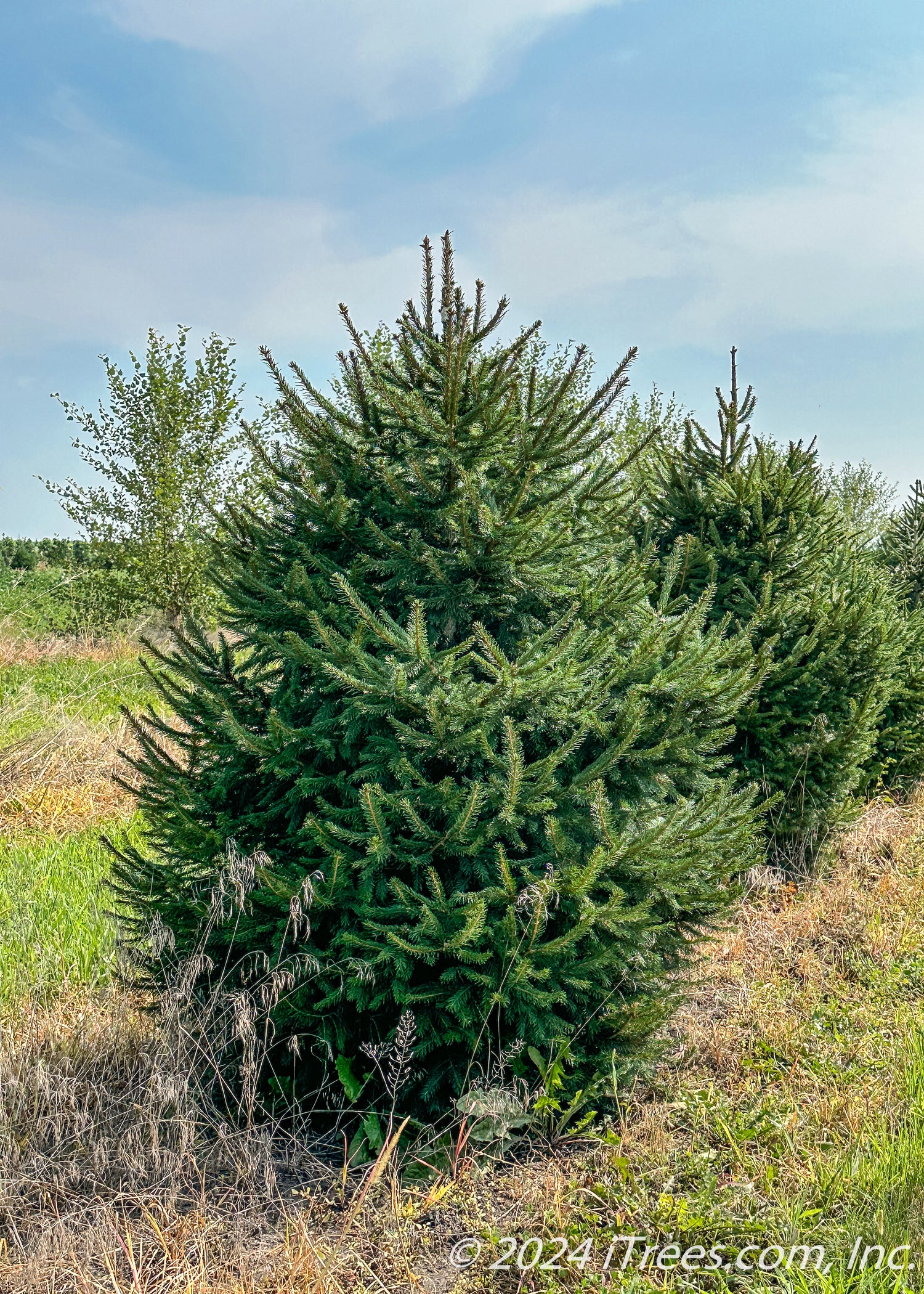 Norway Spruce