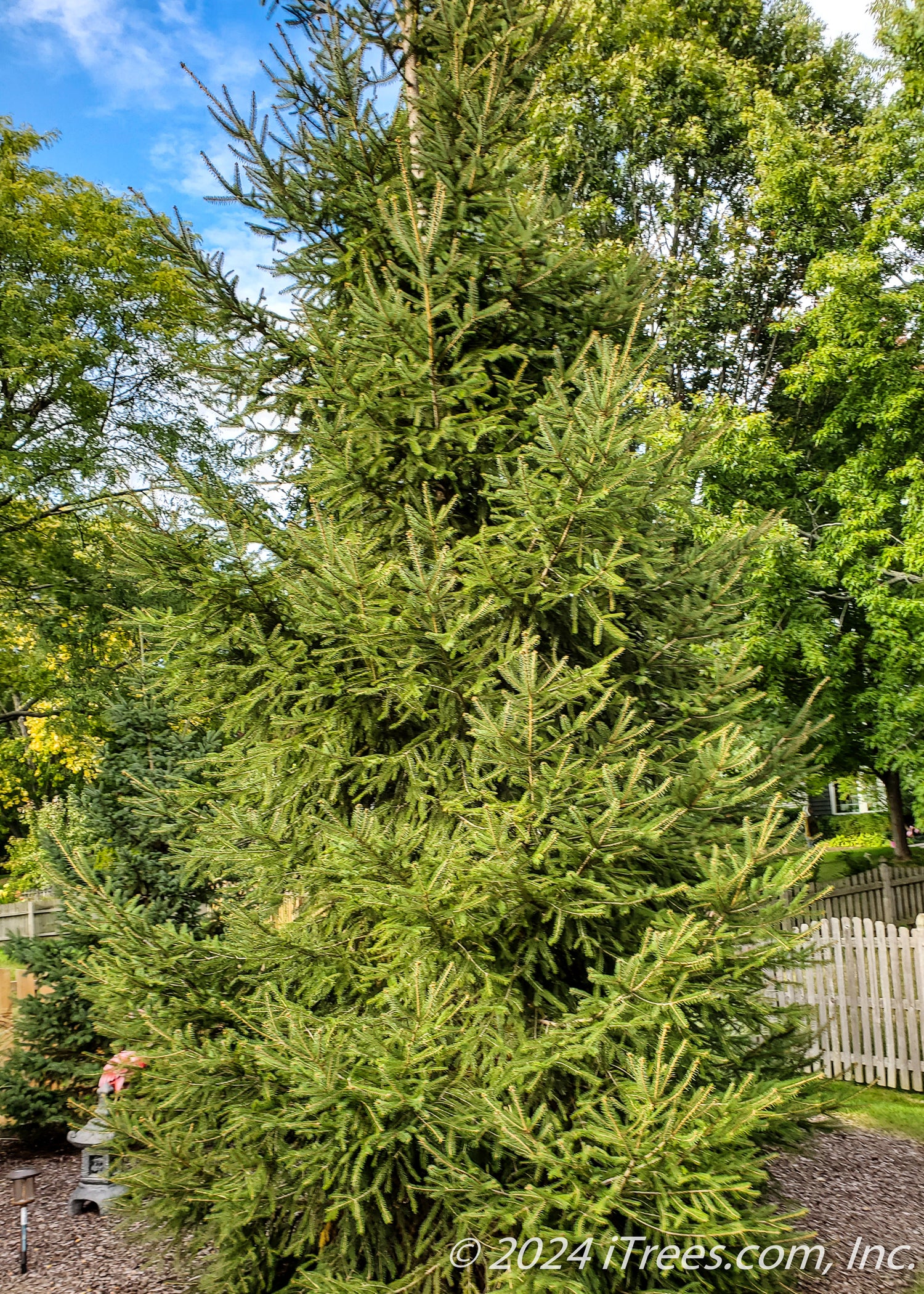 Norway Spruce