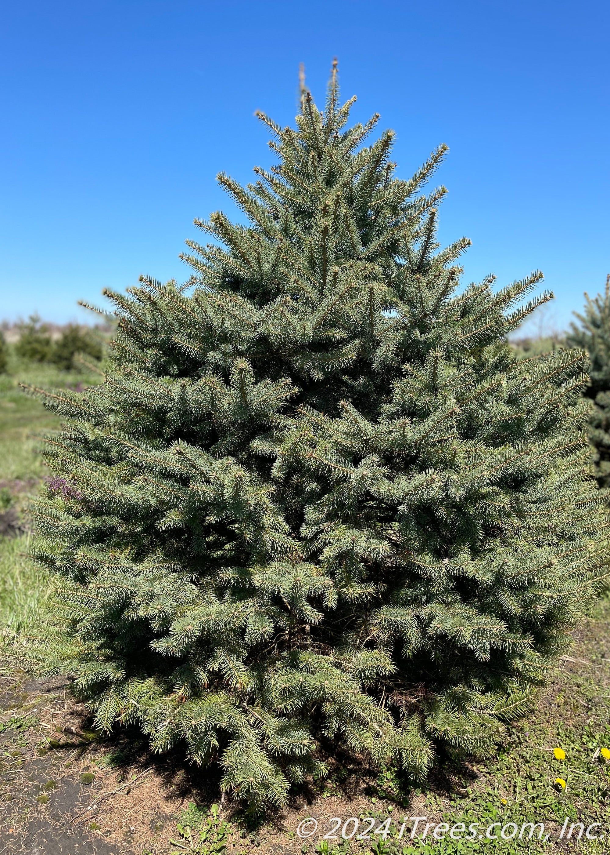 Blue Diamond Blue Spruce