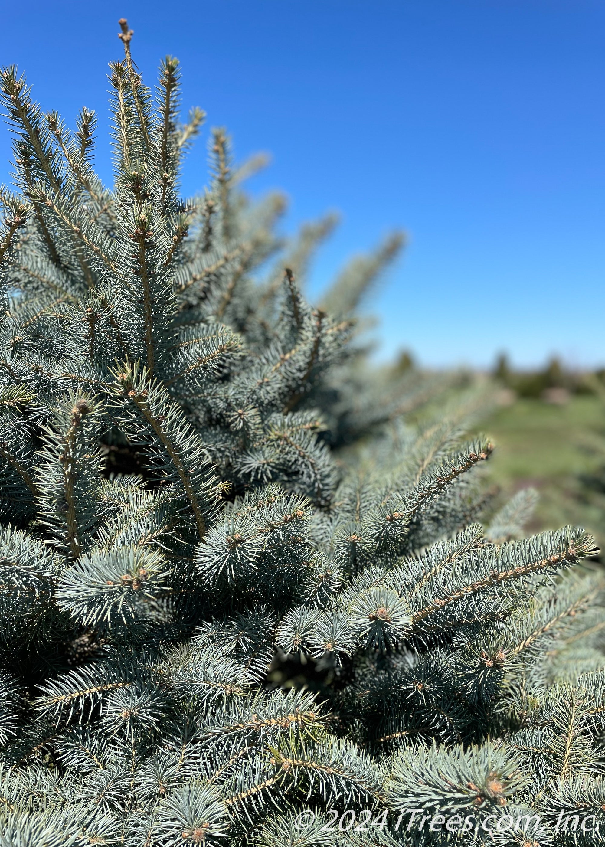 Blue Diamond Blue Spruce