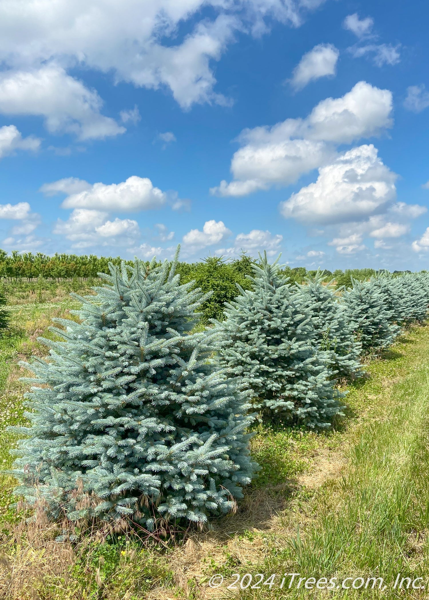 Fat Albert Blue Spruce