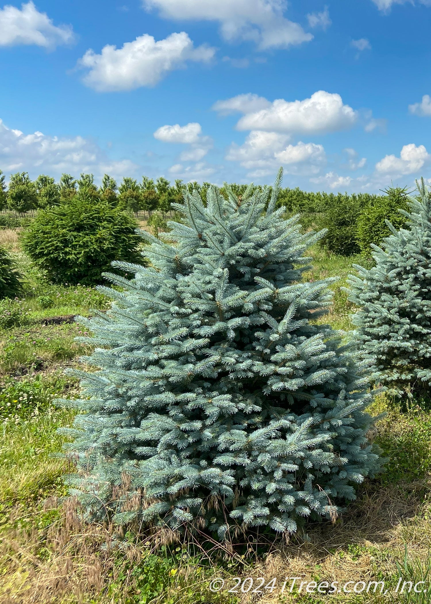 Fat Albert Blue Spruce