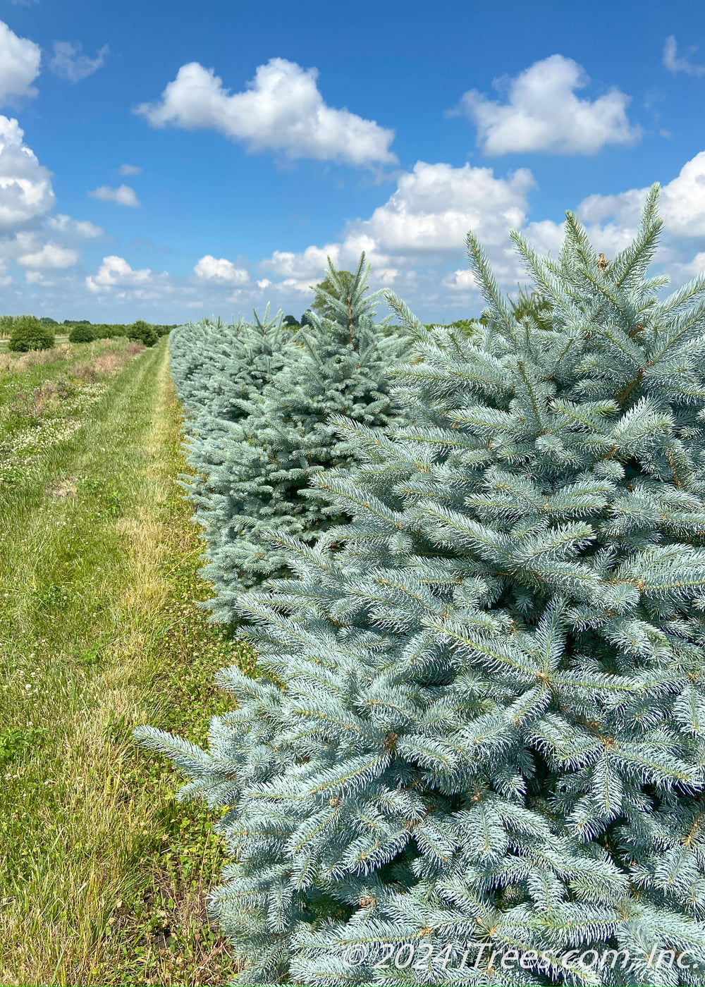 Fat Albert Blue Spruce