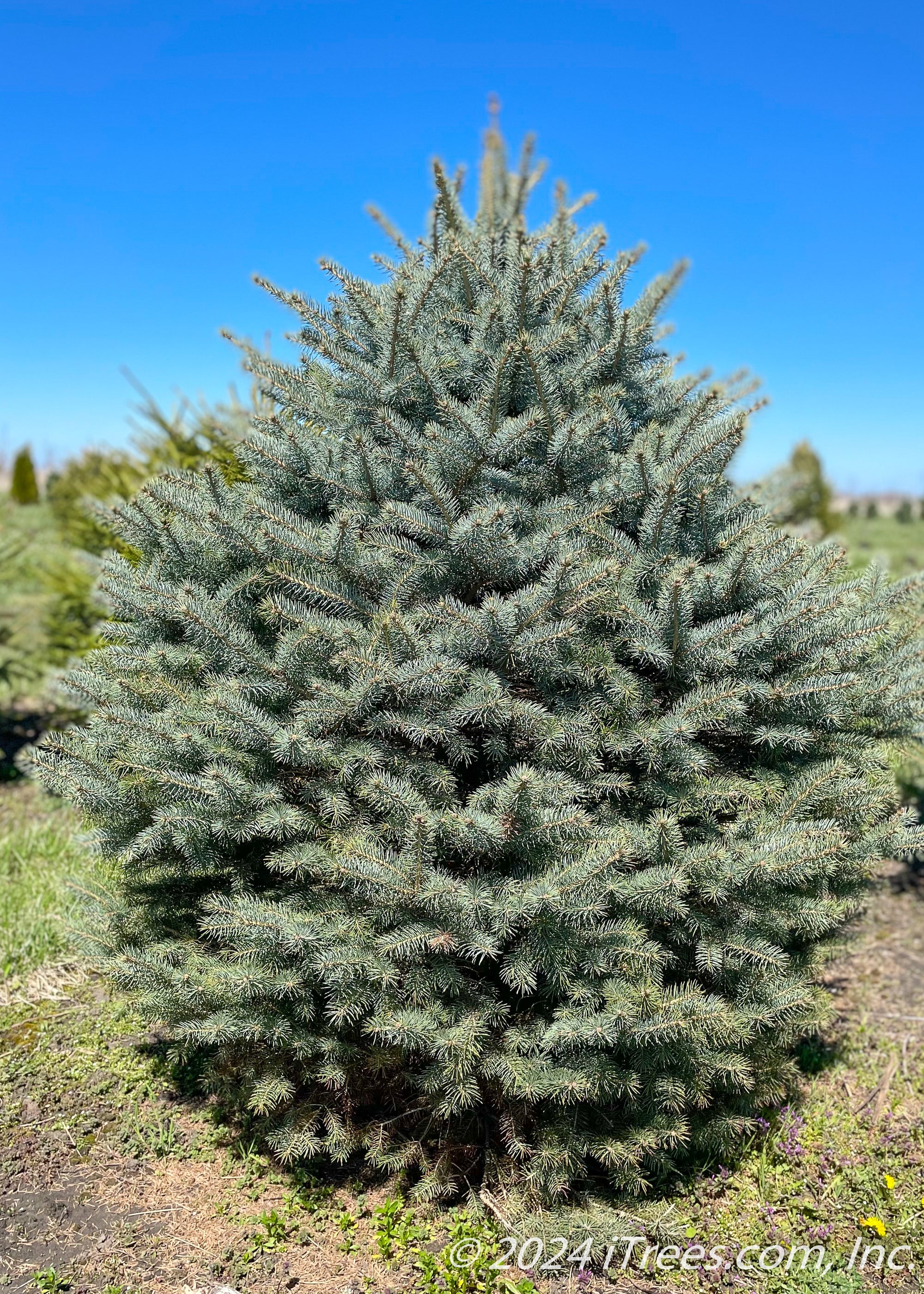 Fat Albert Blue Spruce