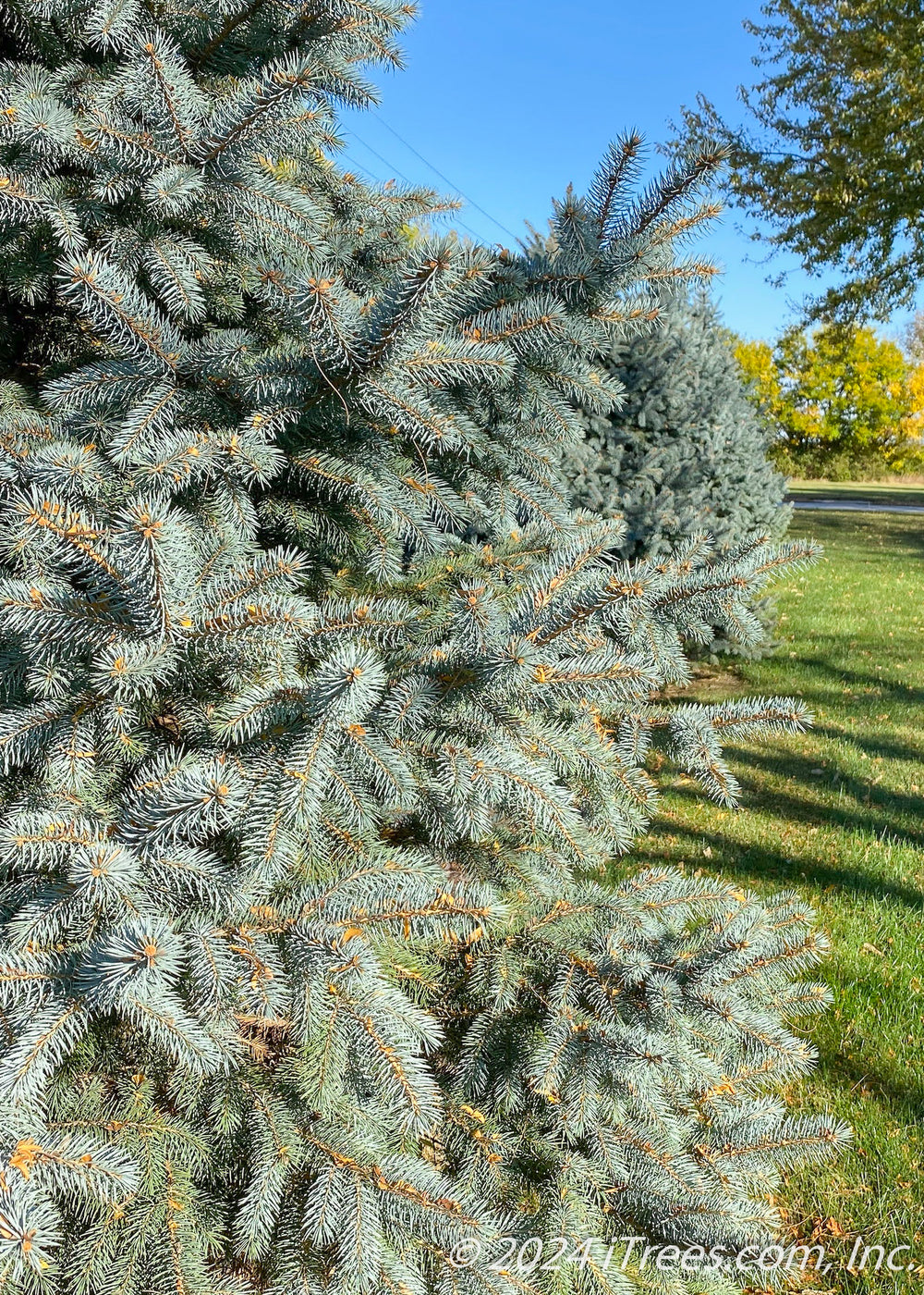 Fat Albert Blue Spruce