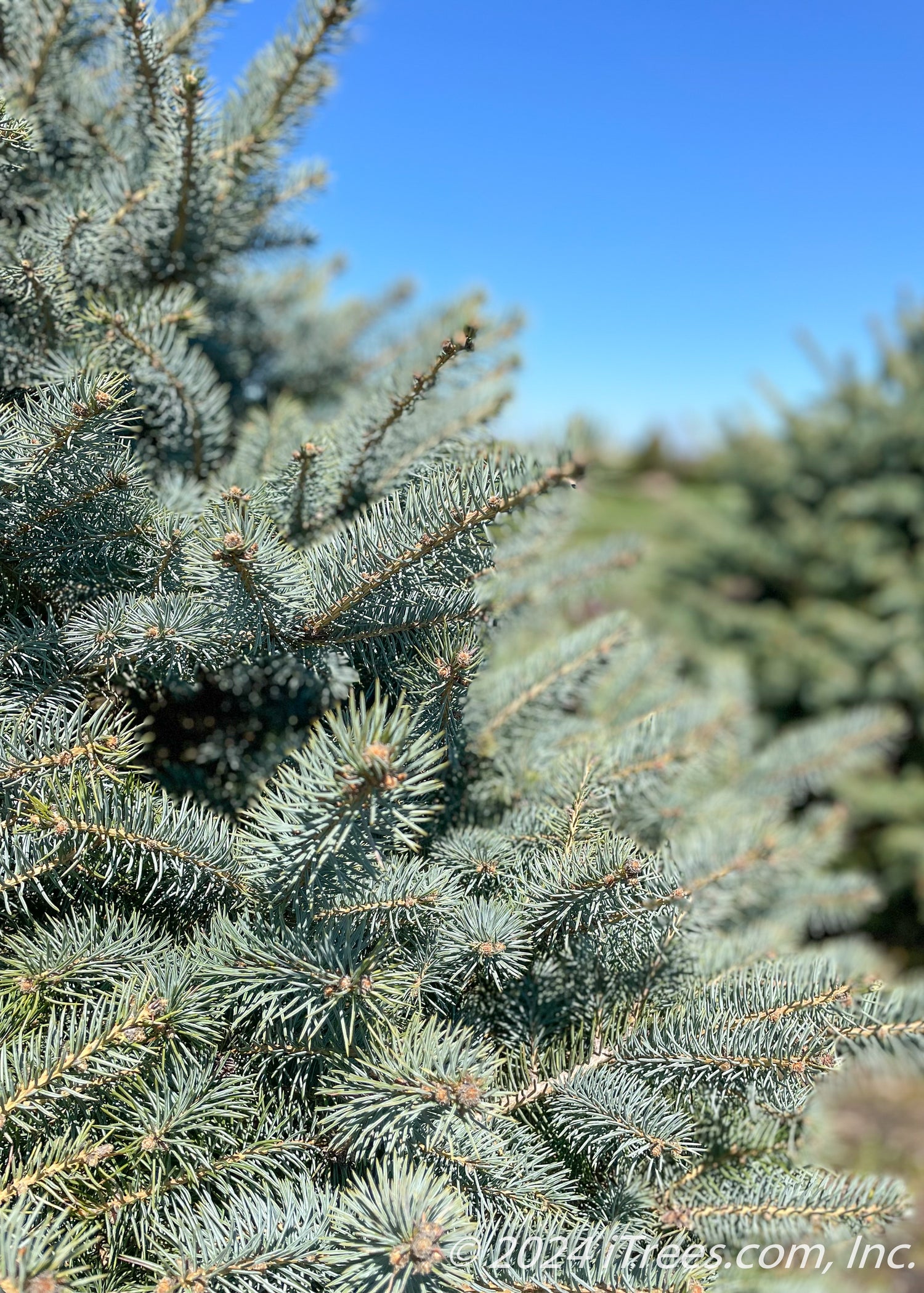 Fat Albert Blue Spruce