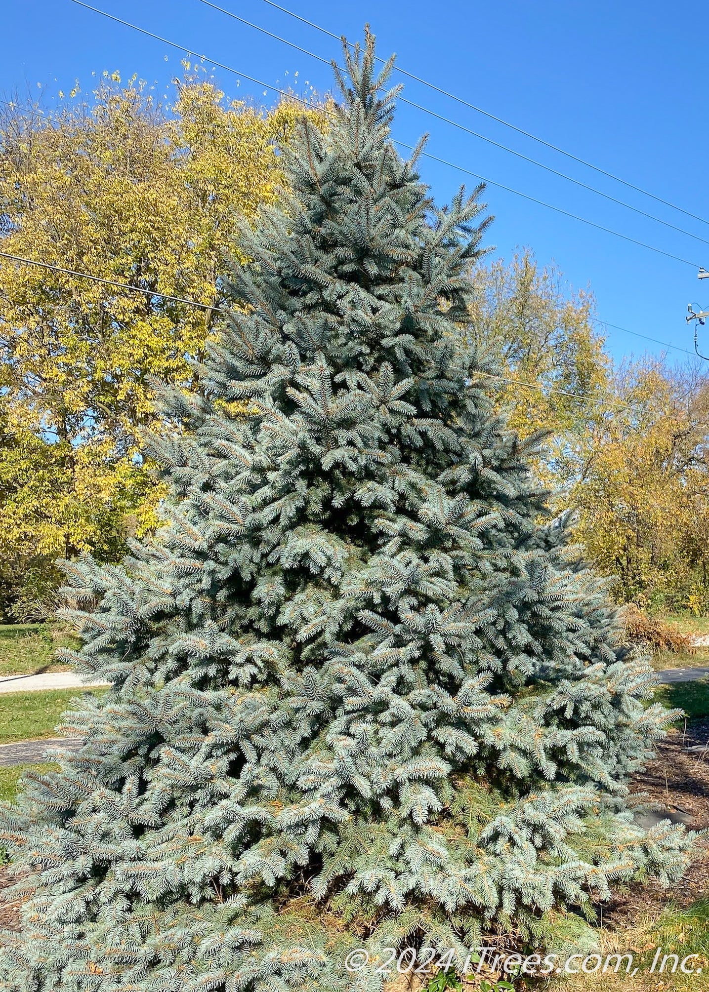 Fat Albert Blue Spruce