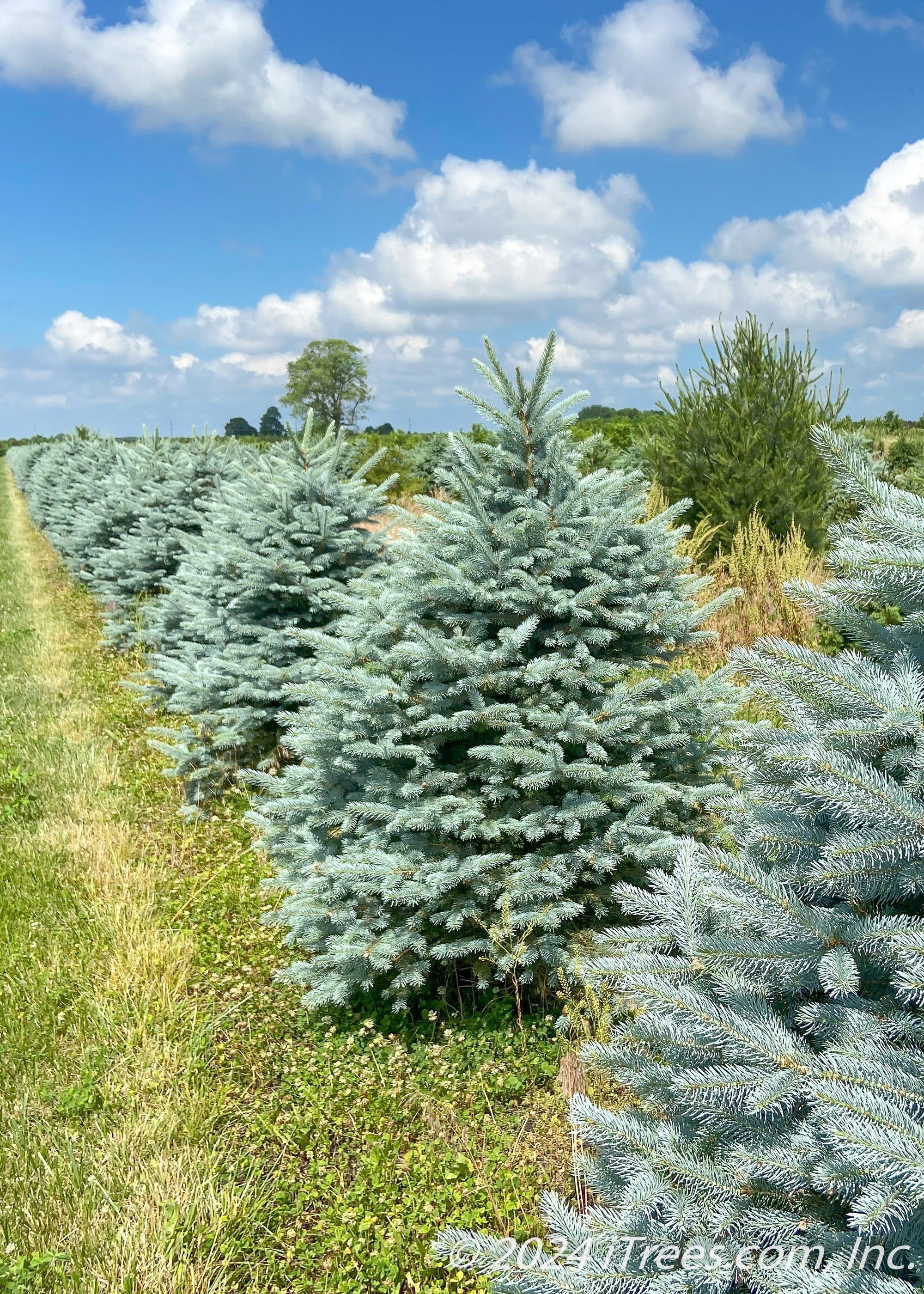 Fat Albert Blue Spruce