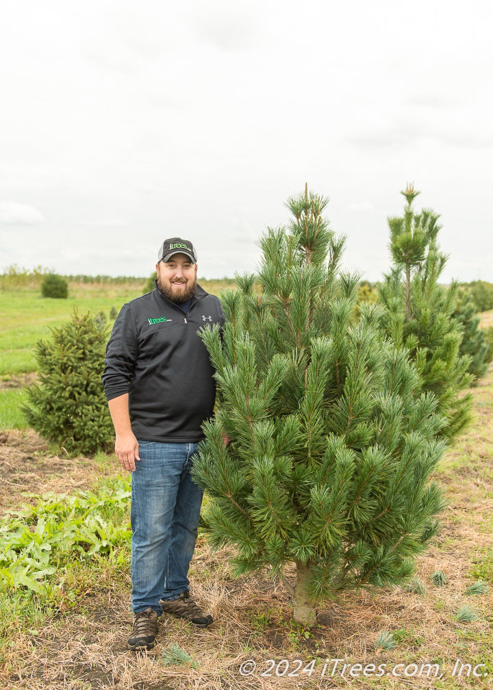 Vanderwolf's Pyramid Pine