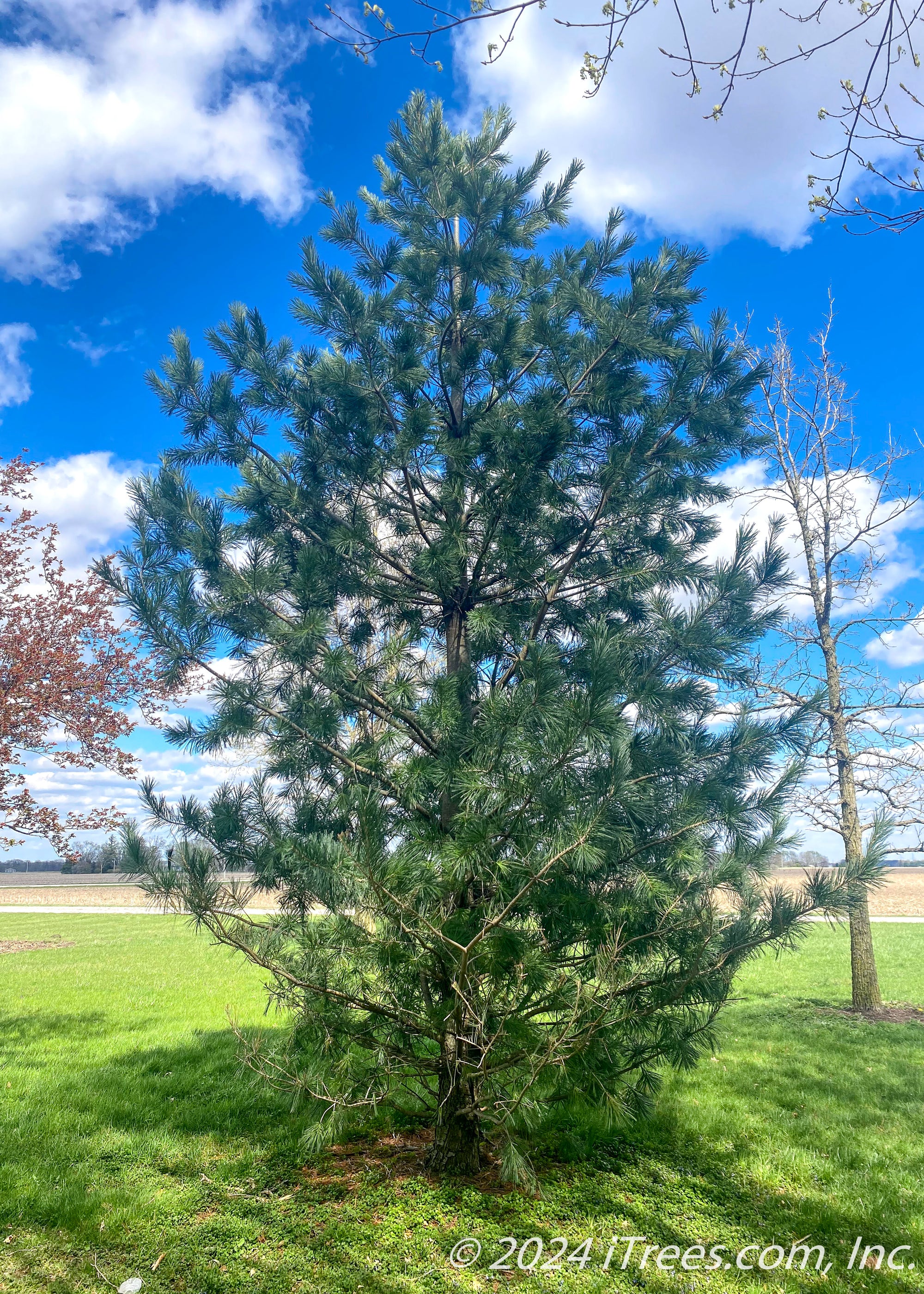 Vanderwolf's Pyramid Pine