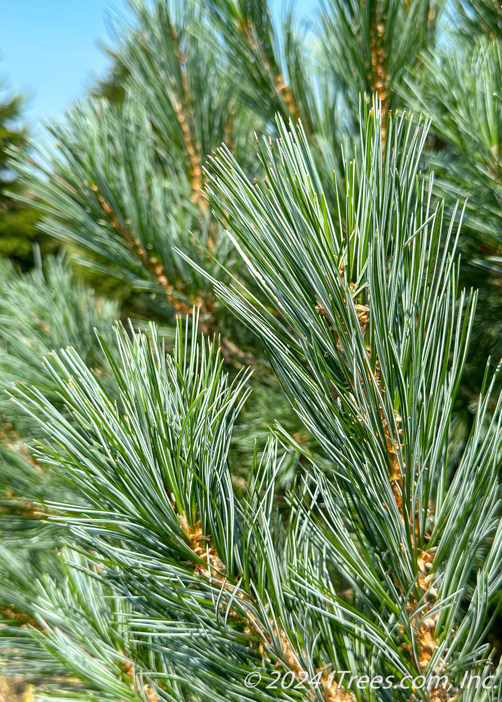 Vanderwolf's Pyramid Pine