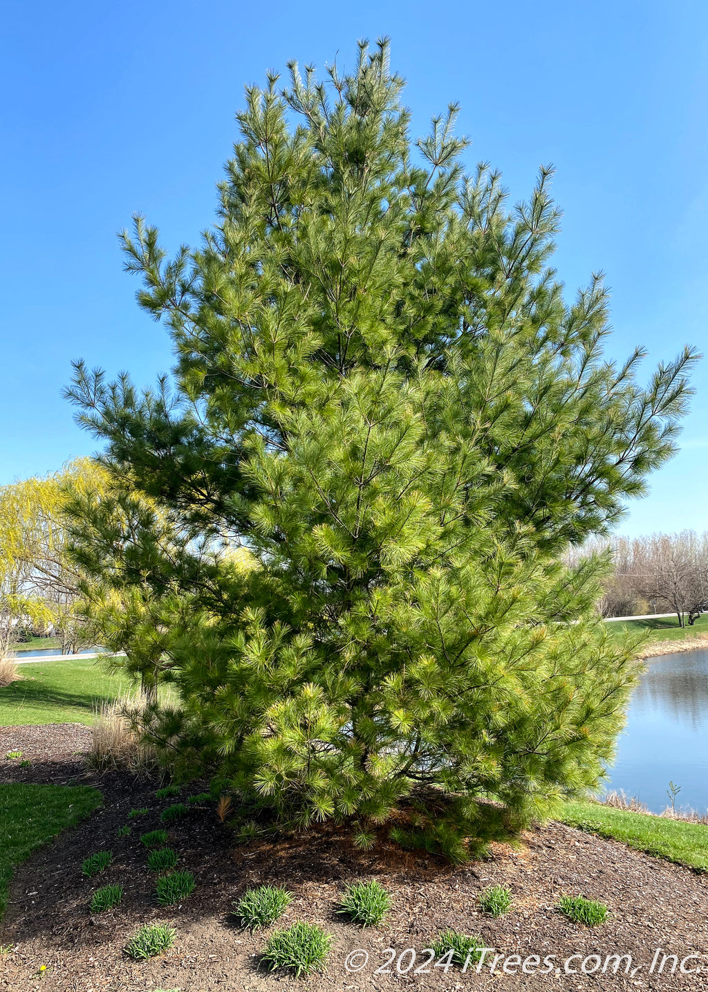 Shop Trees by Type - Shop Trees