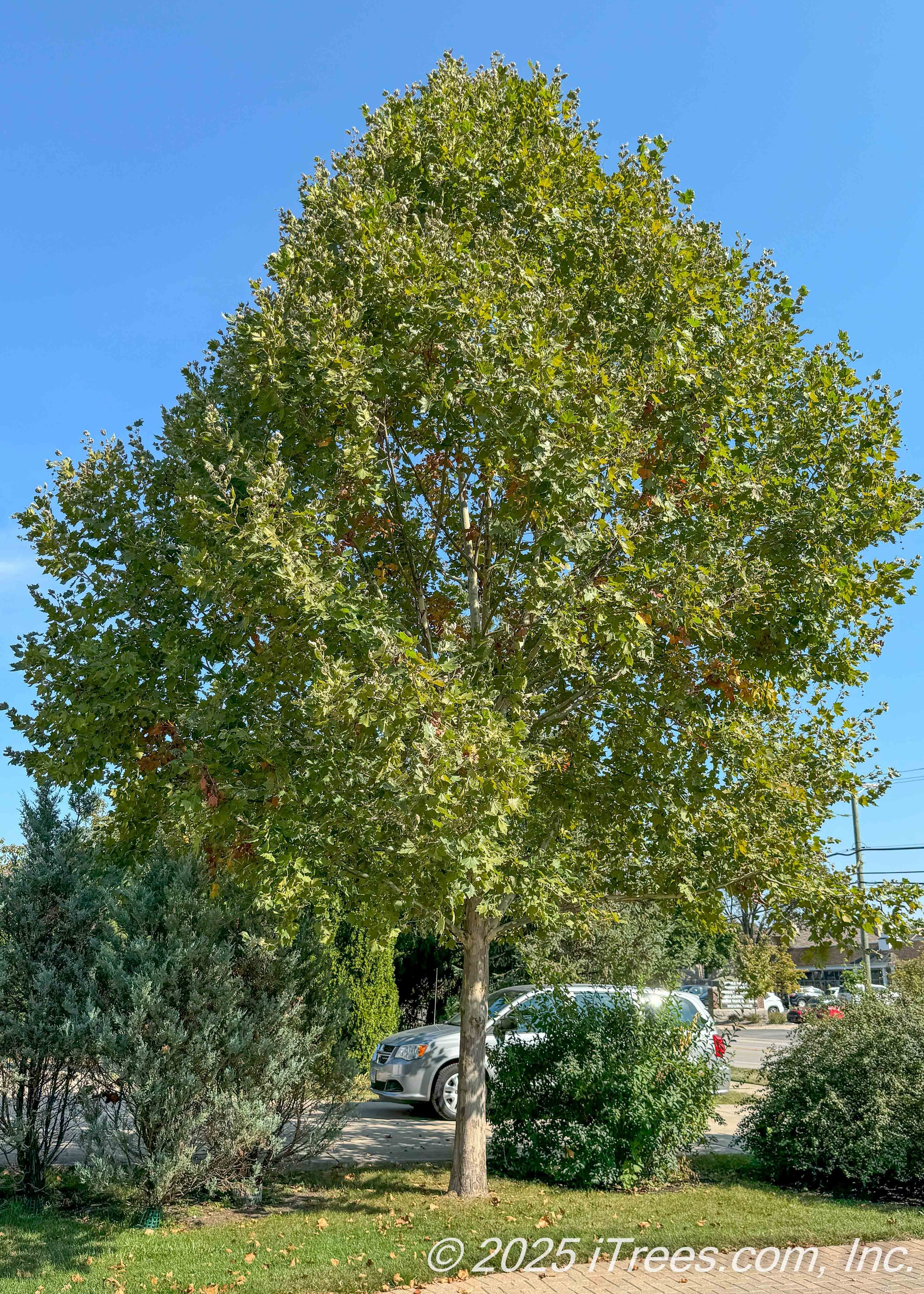 EXCLAMATION!® London Planetree