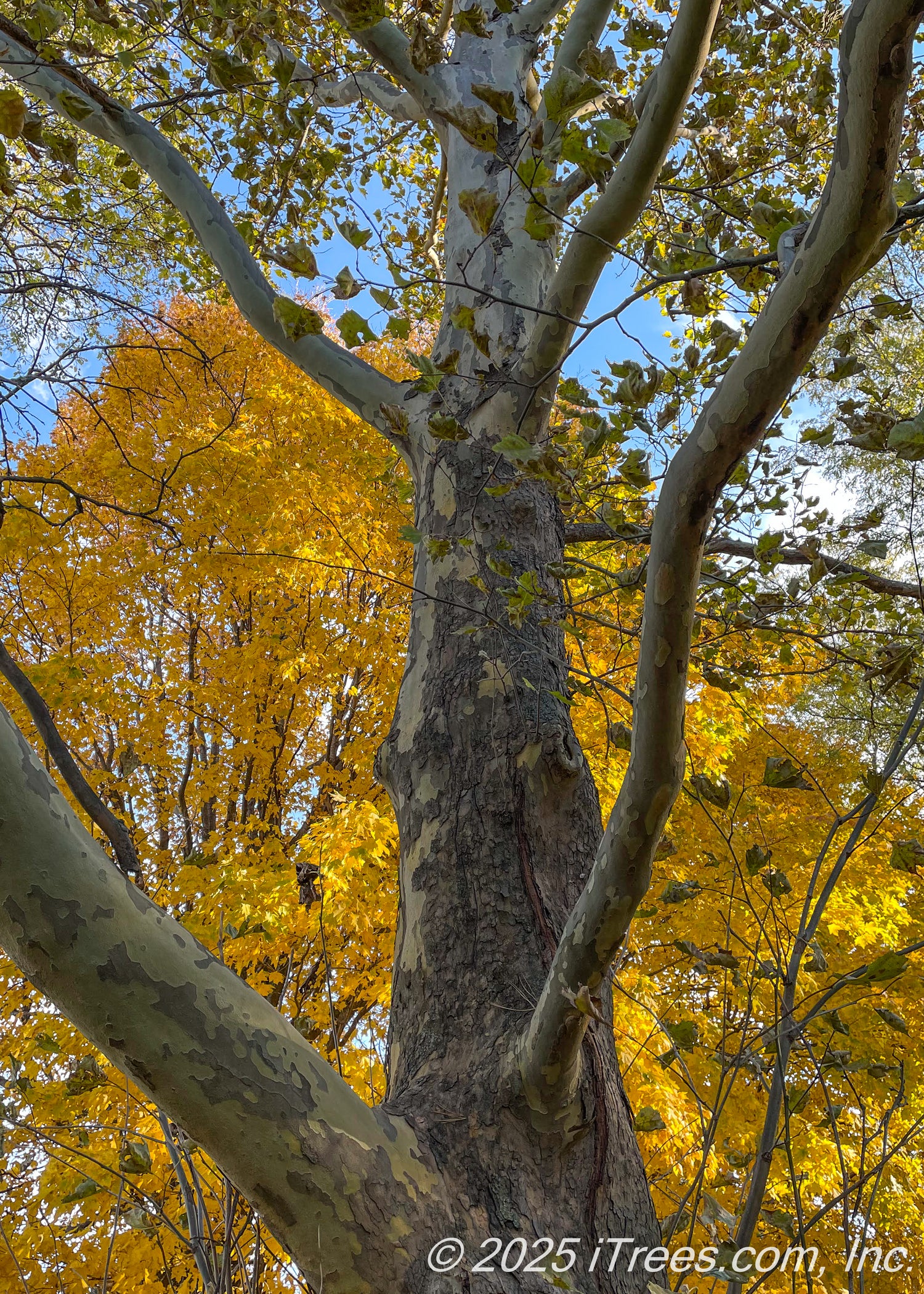 Monumental™ London Planetree