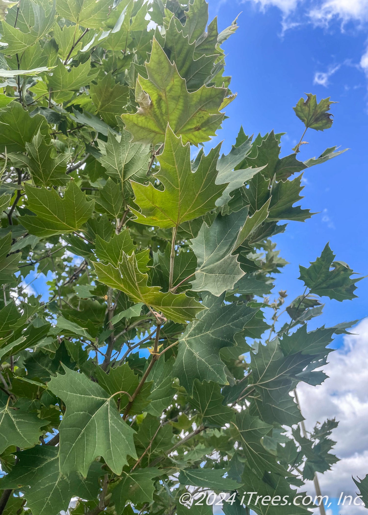 EXCLAMATION!® London Planetree
