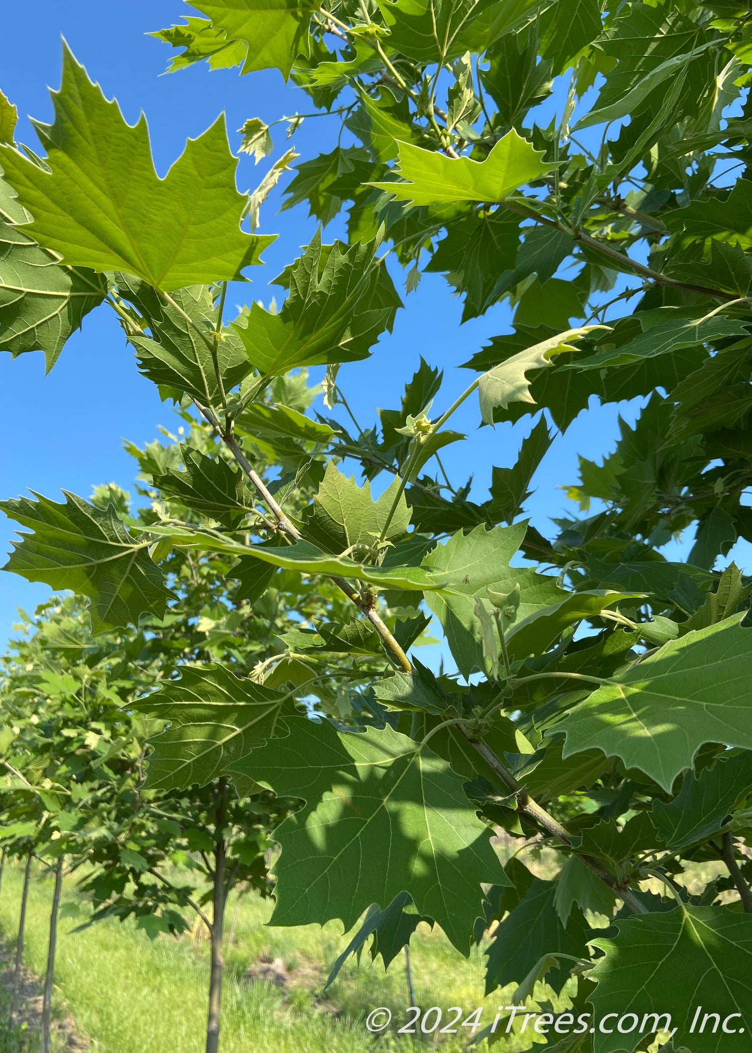 EXCLAMATION!® London Planetree