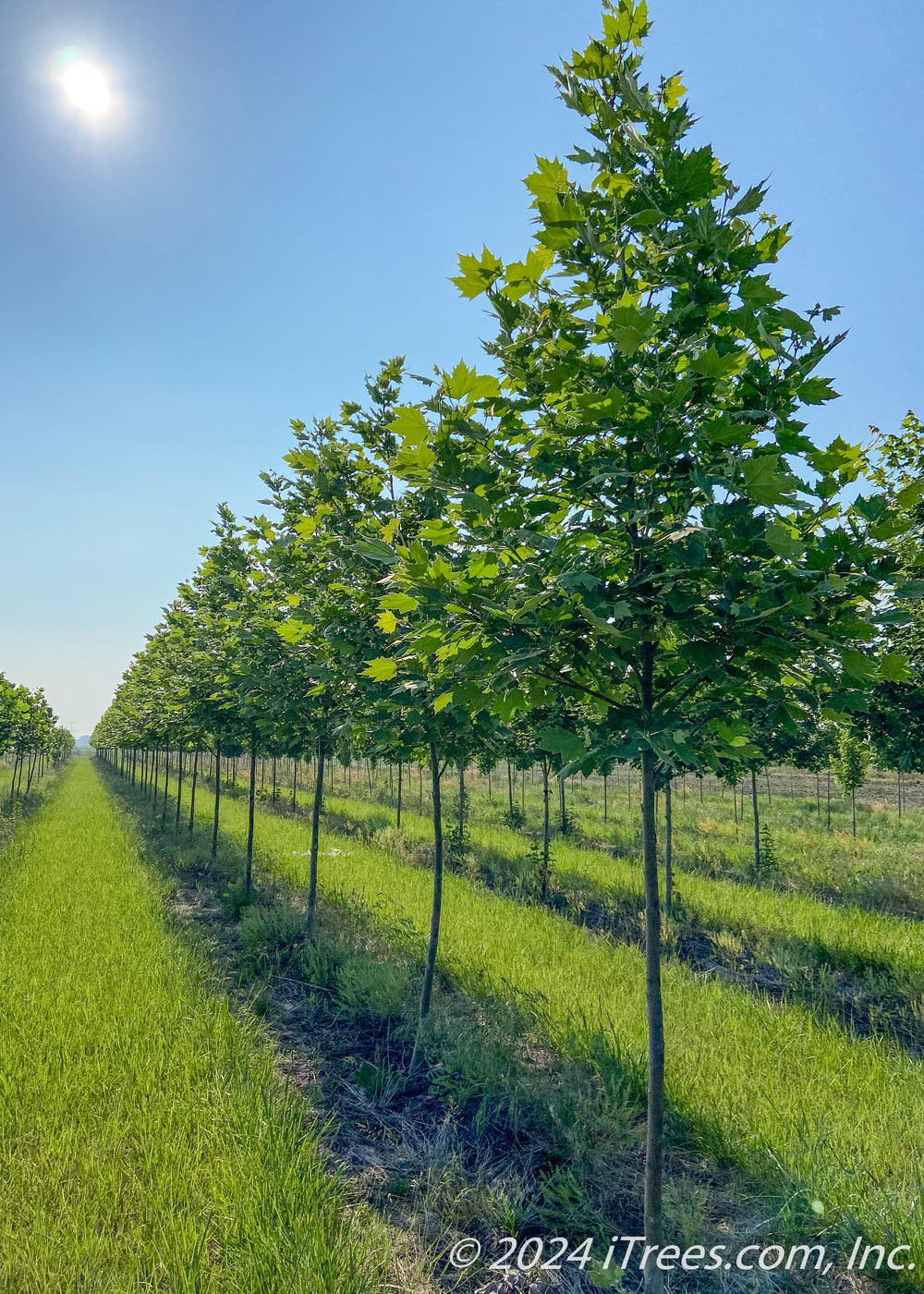 EXCLAMATION!® London Planetree