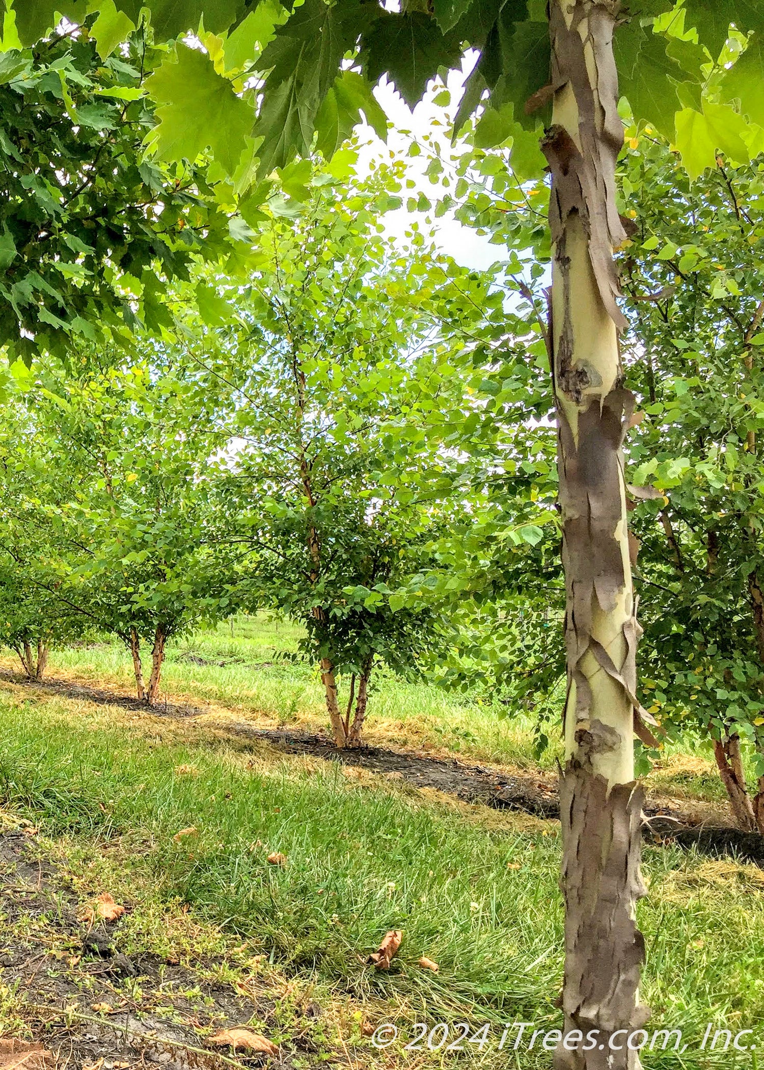 EXCLAMATION!® London Planetree