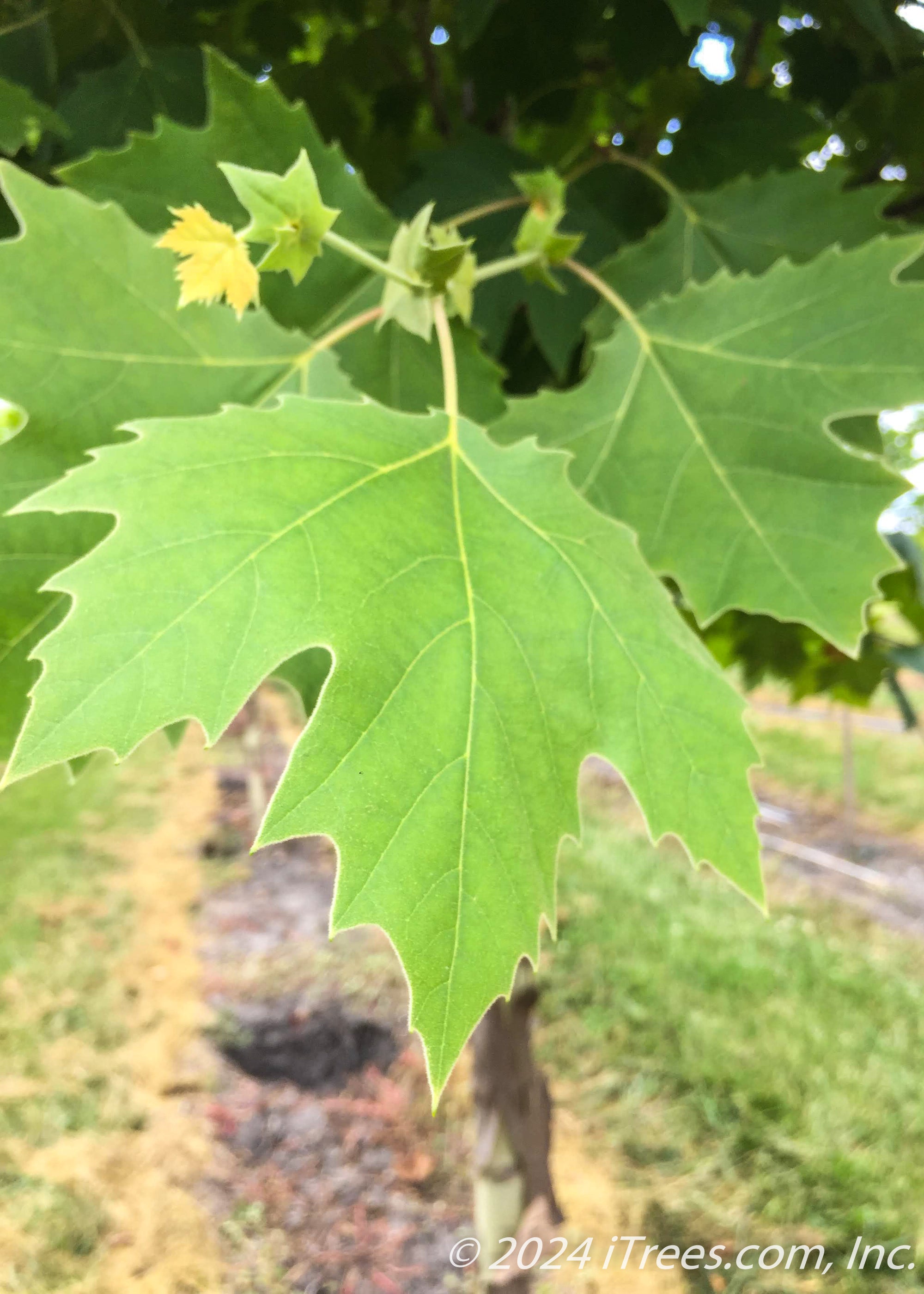 EXCLAMATION!® London Planetree