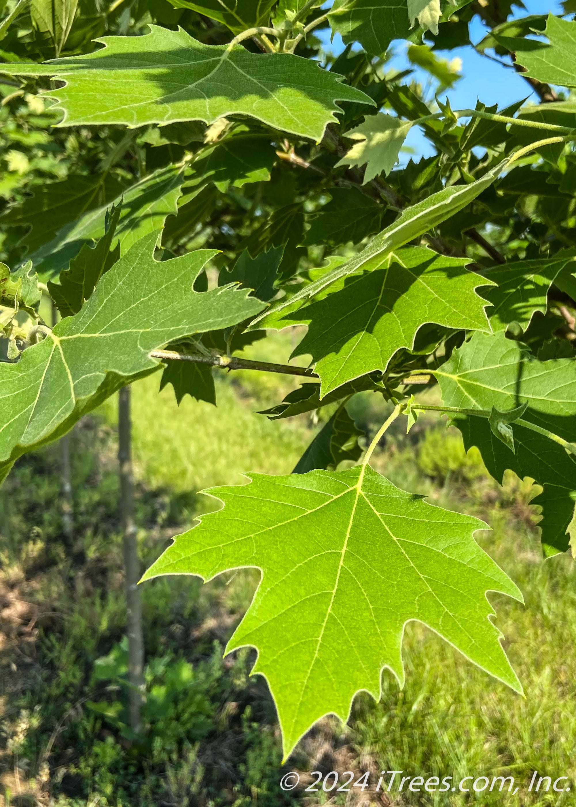 EXCLAMATION!® London Planetree