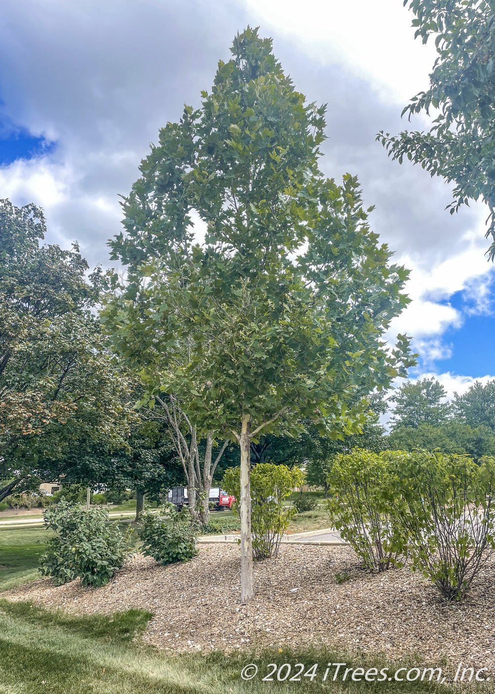 EXCLAMATION!® London Planetree
