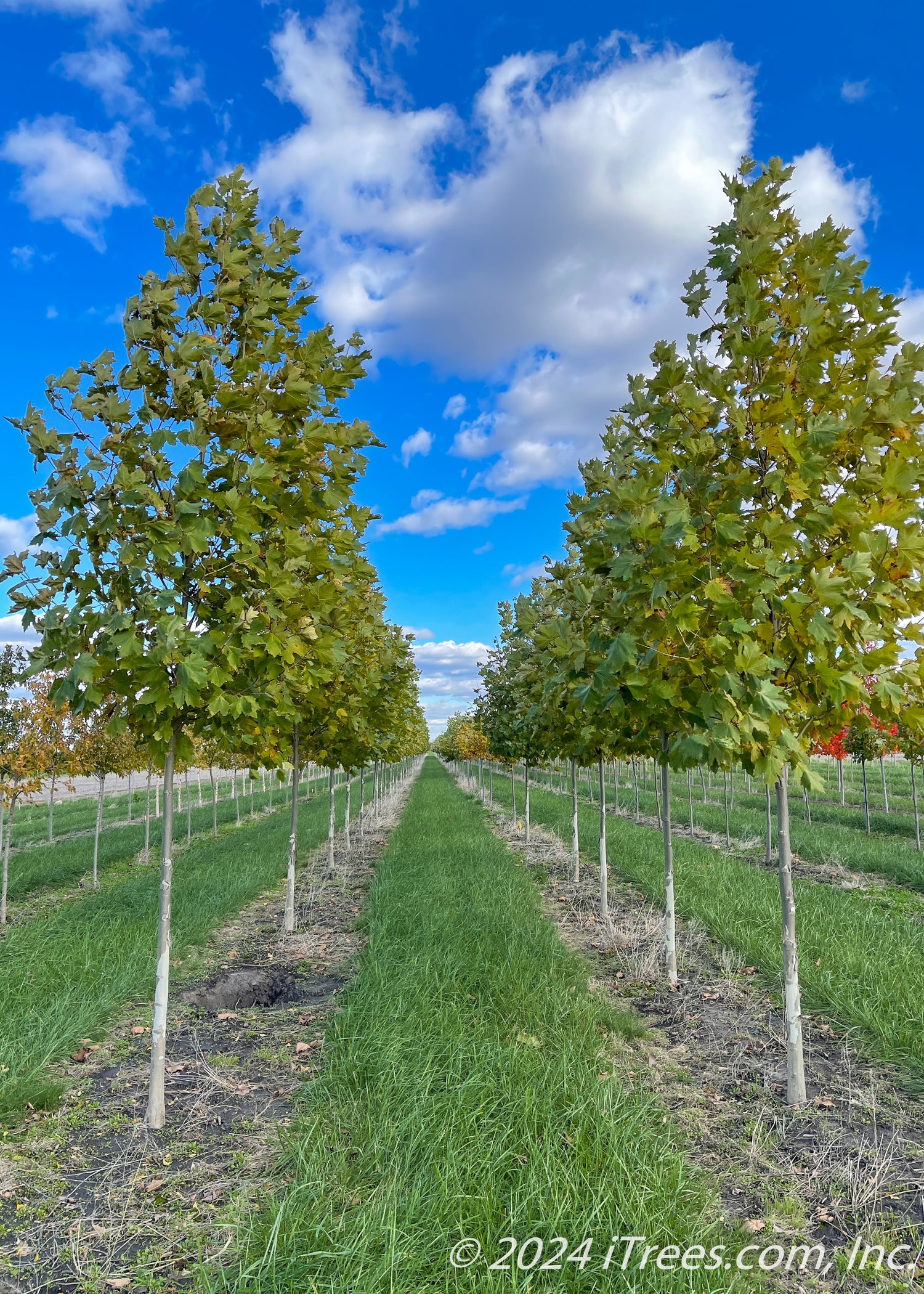 EXCLAMATION!® London Planetree