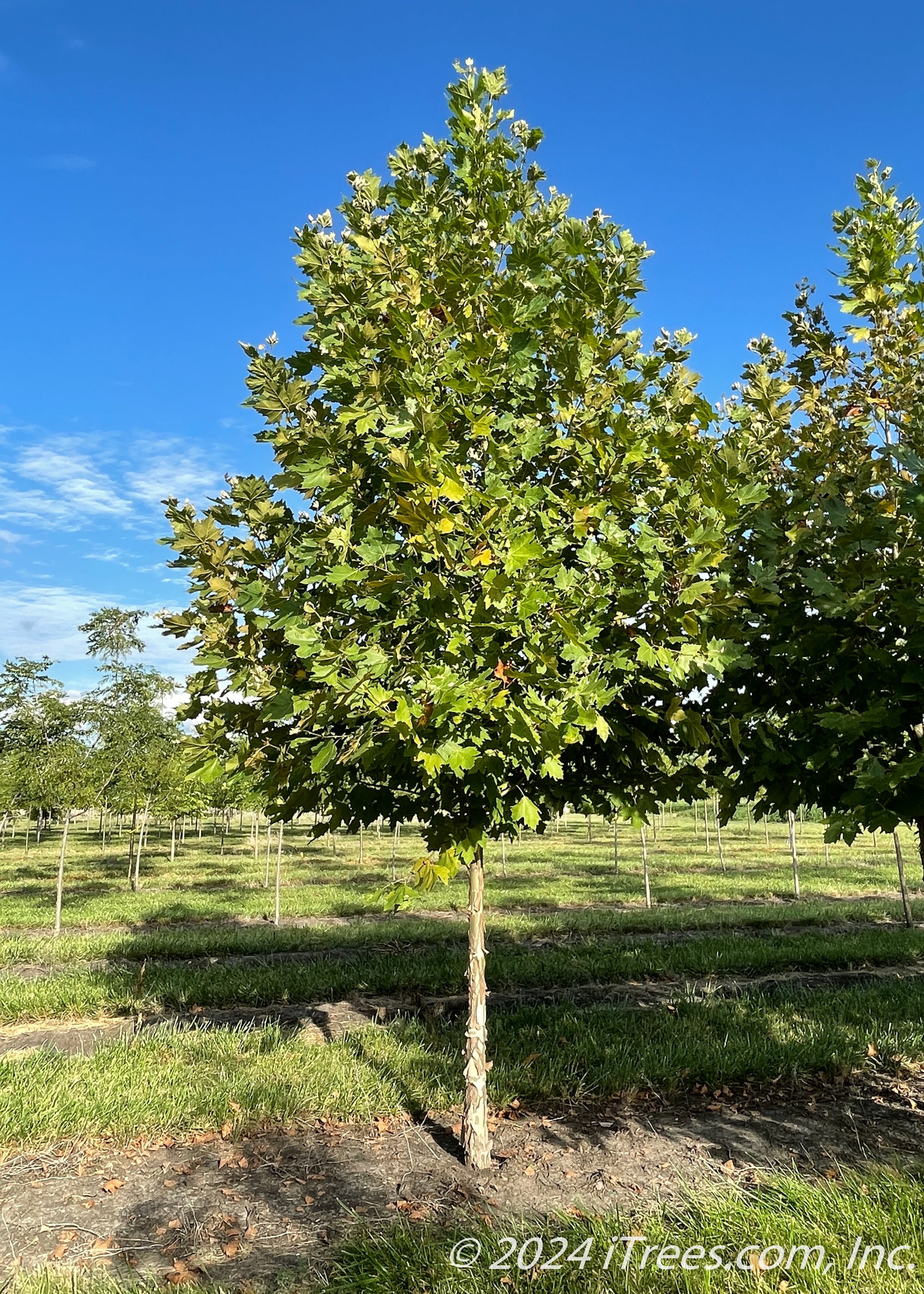 EXCLAMATION!® London Planetree