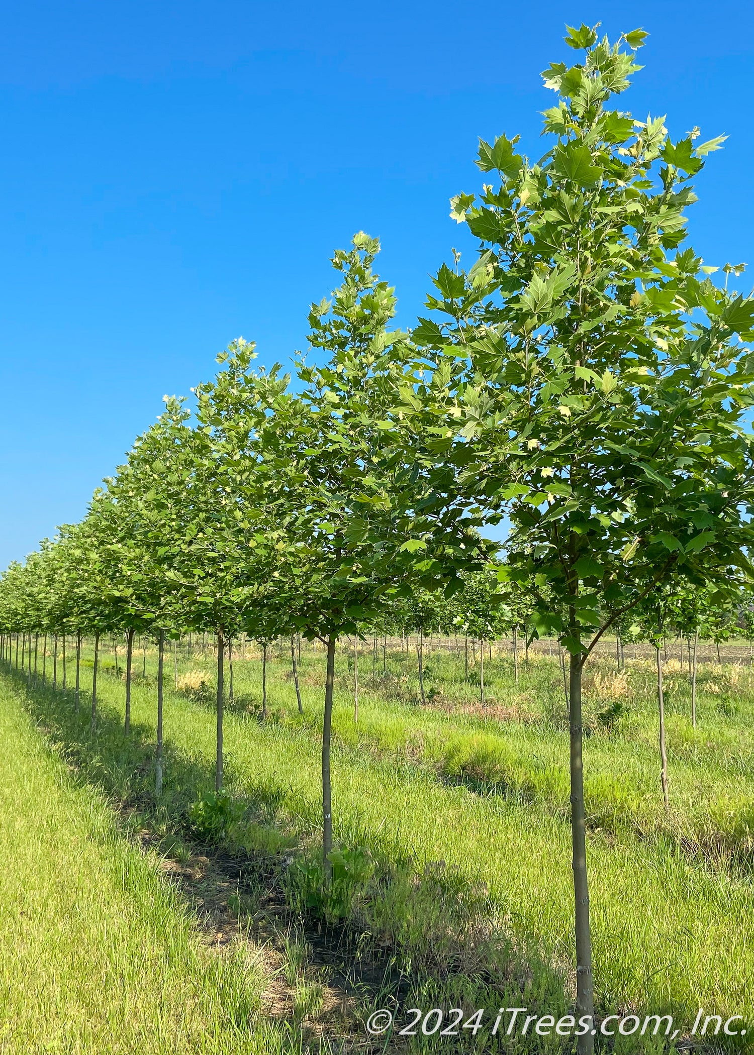 EXCLAMATION!® London Planetree