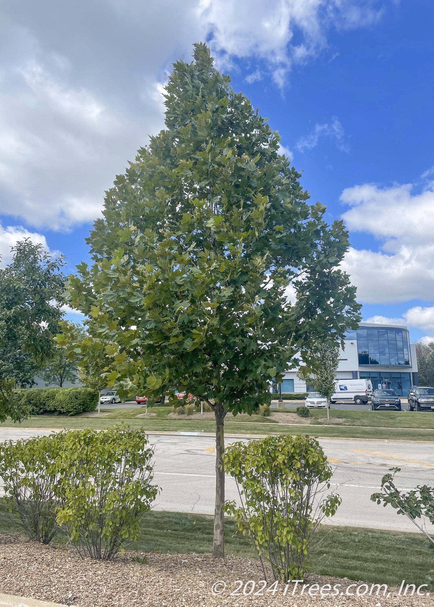 EXCLAMATION!® London Planetree