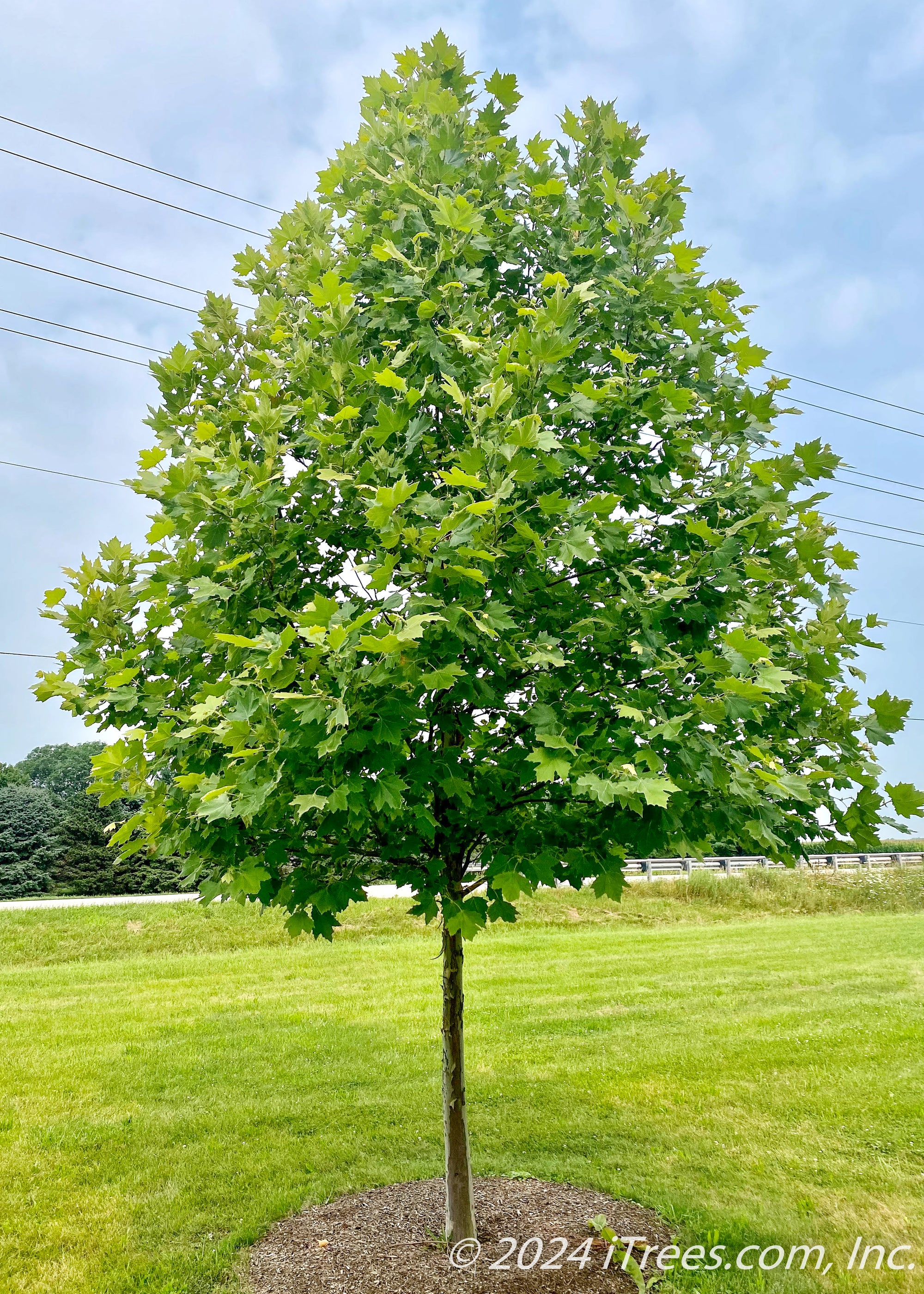 EXCLAMATION!® London Planetree