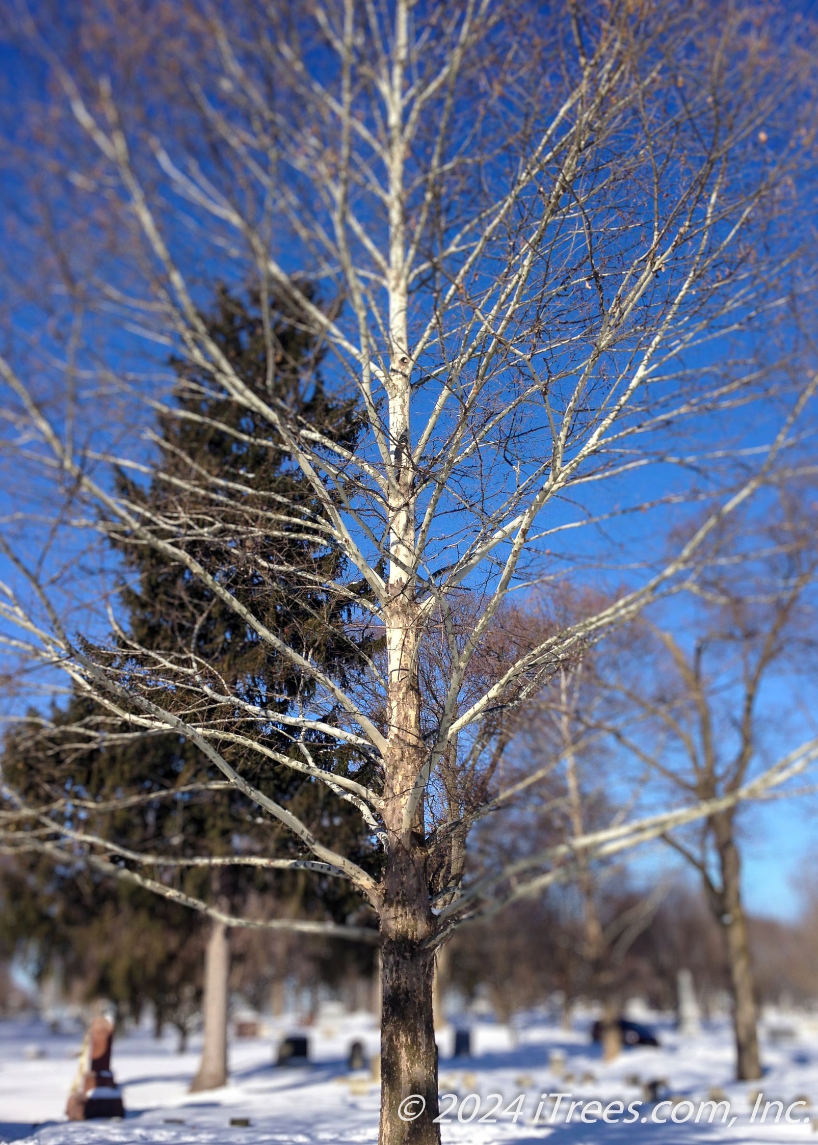 Monumental™ London Planetree