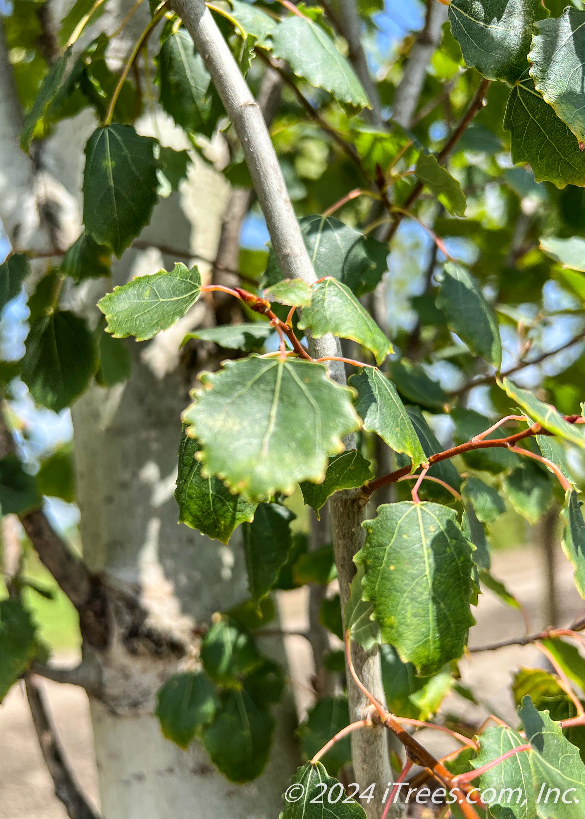 Swedish Columnar Aspen