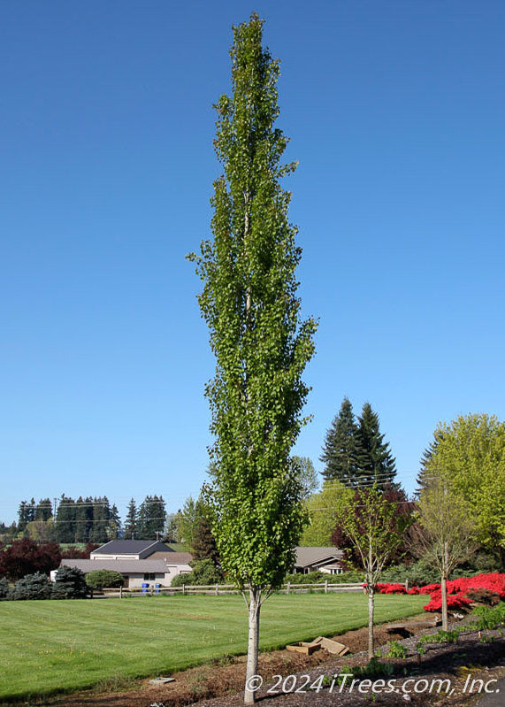 Swedish Columnar Aspen