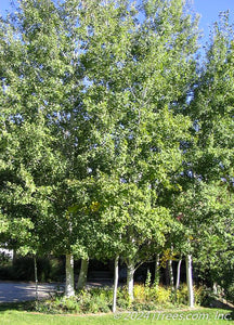 Prairie Gold® Aspen