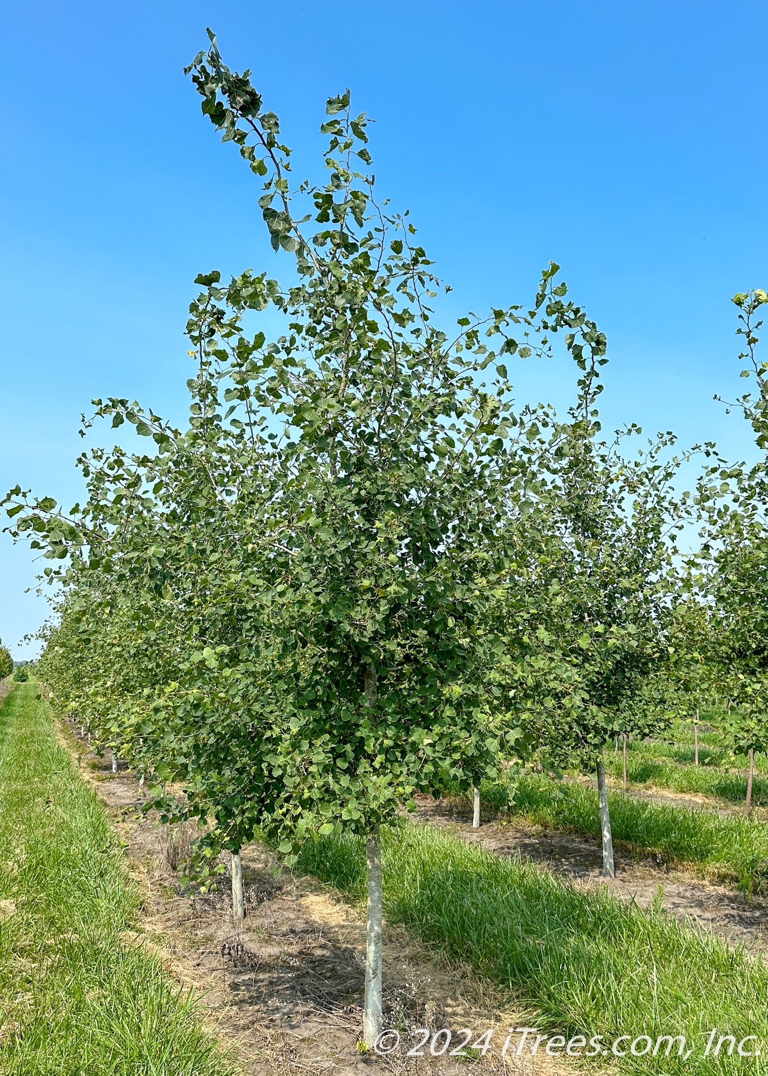 Prairie Gold® Aspen