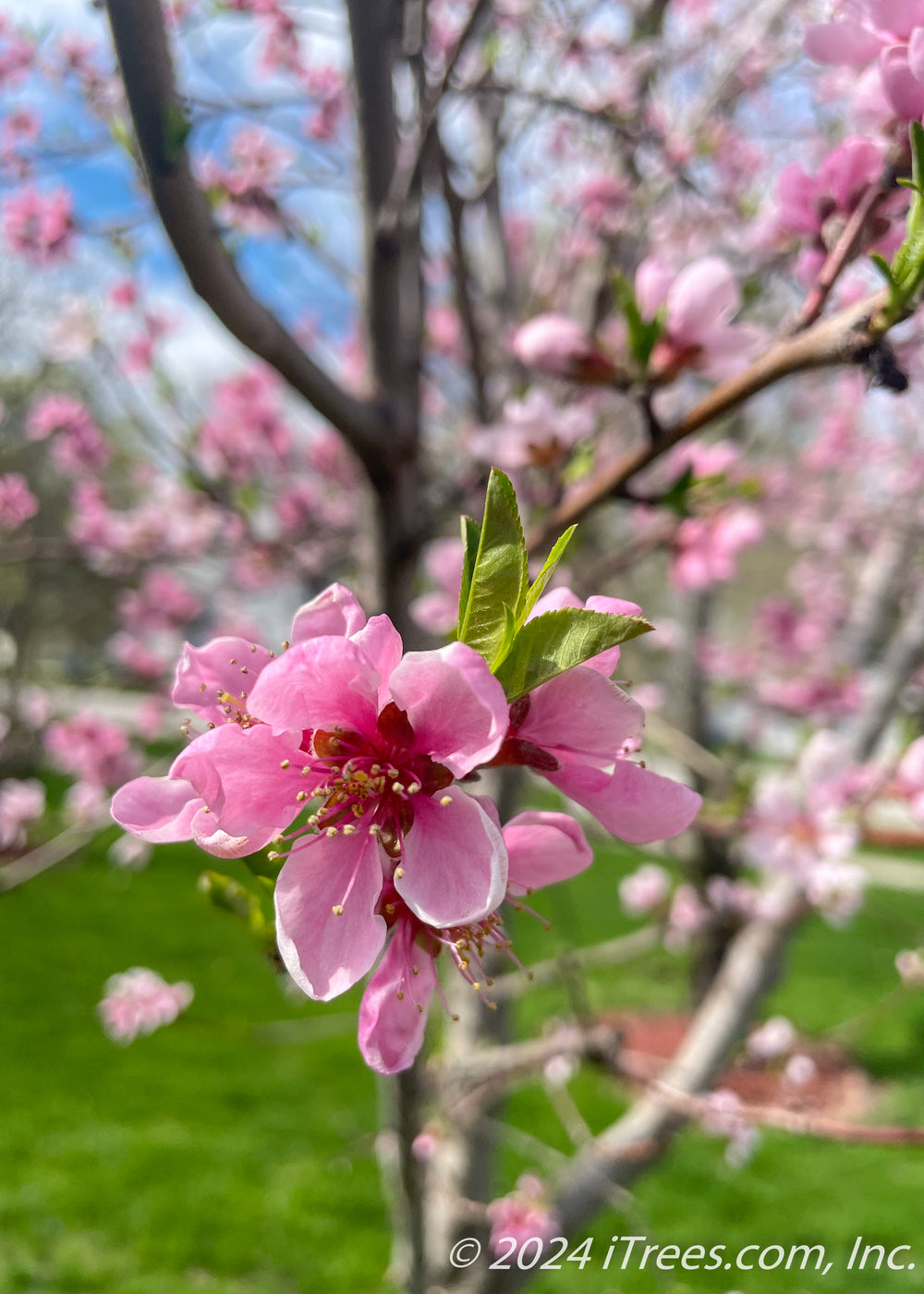 Pink Flair® Cherry