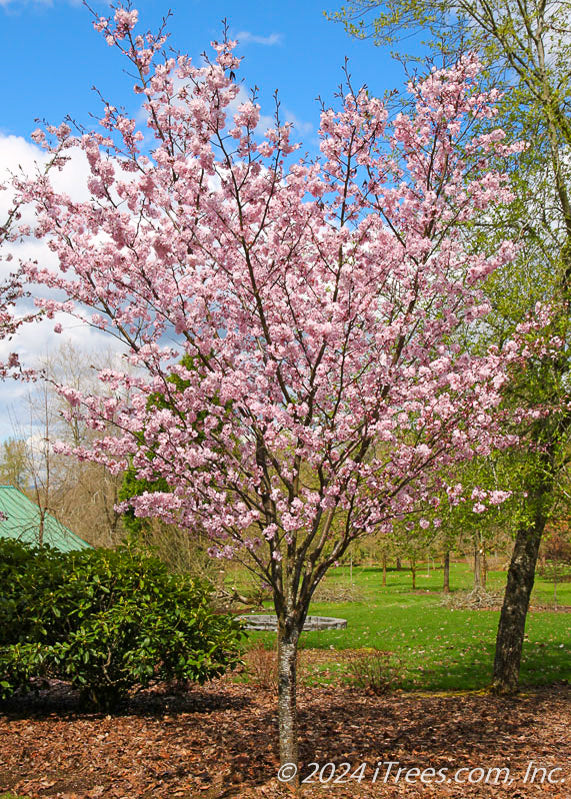 Pink Flair® Cherry