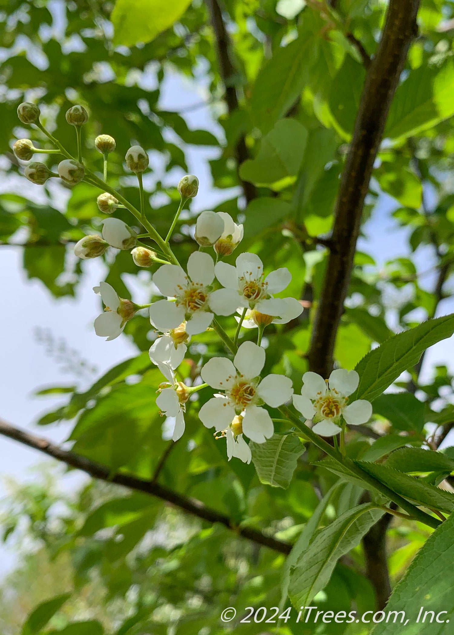 Canada Red Chokecherry